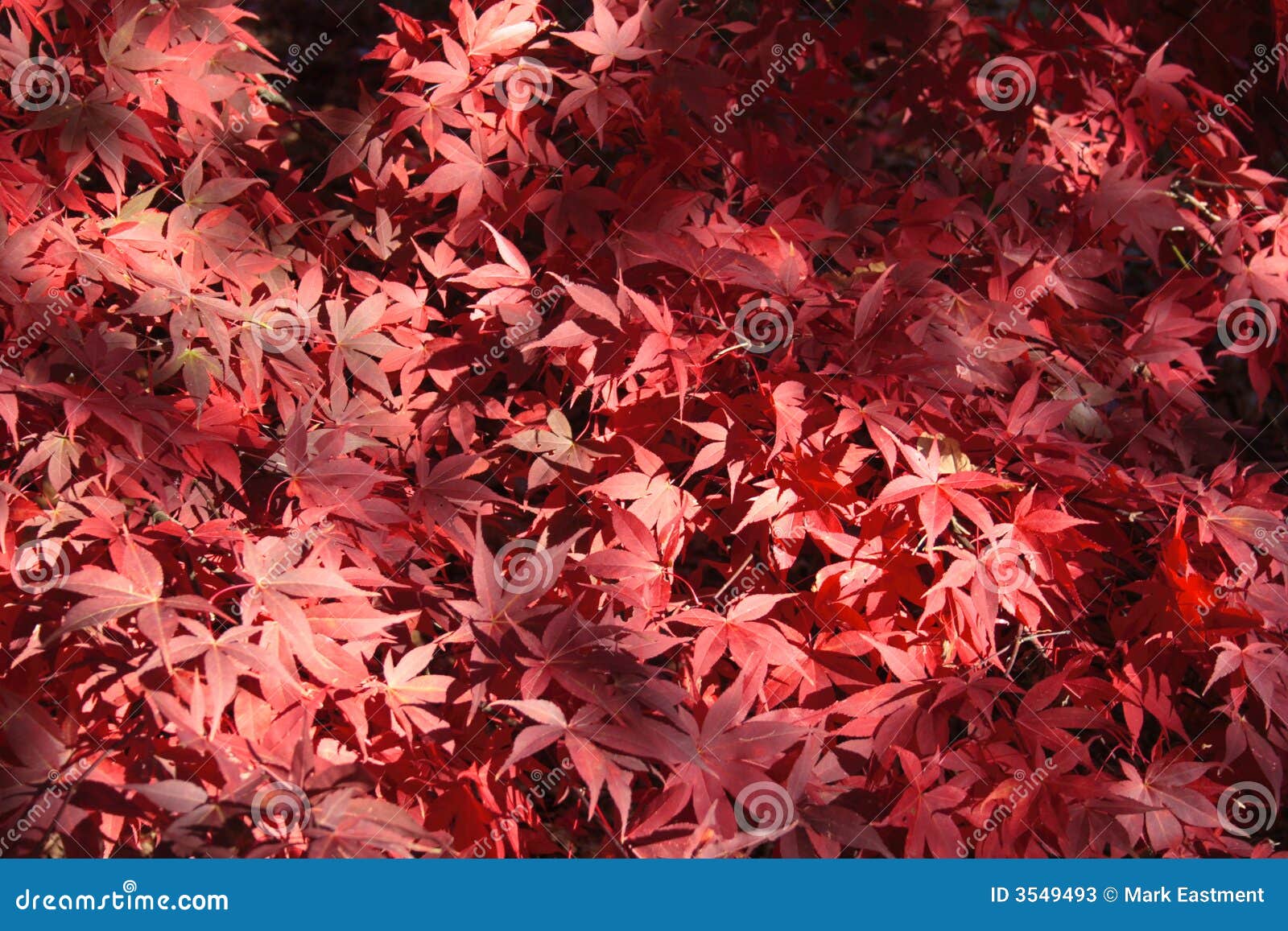 Japanese Maple leaves stock image. Image of autumn, leaf - 3549493