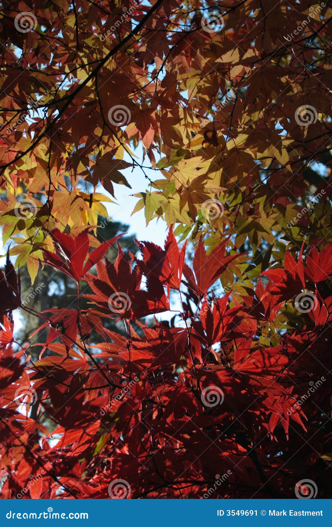 Japanese Maple leaves stock image. Image of seasonal, wild - 3549691