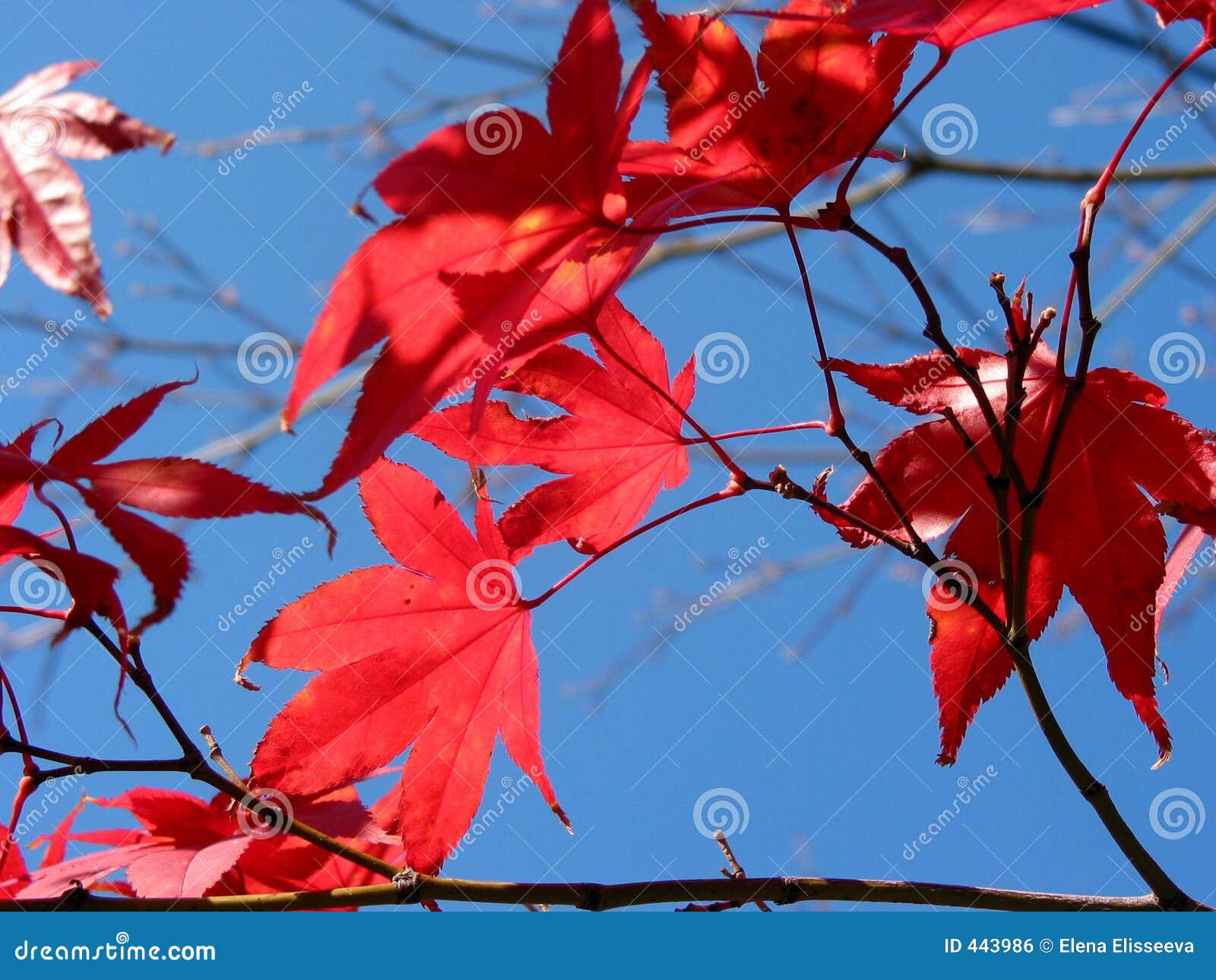 Japanese maple leaves stock photo. Image of nature, autumn - 443986