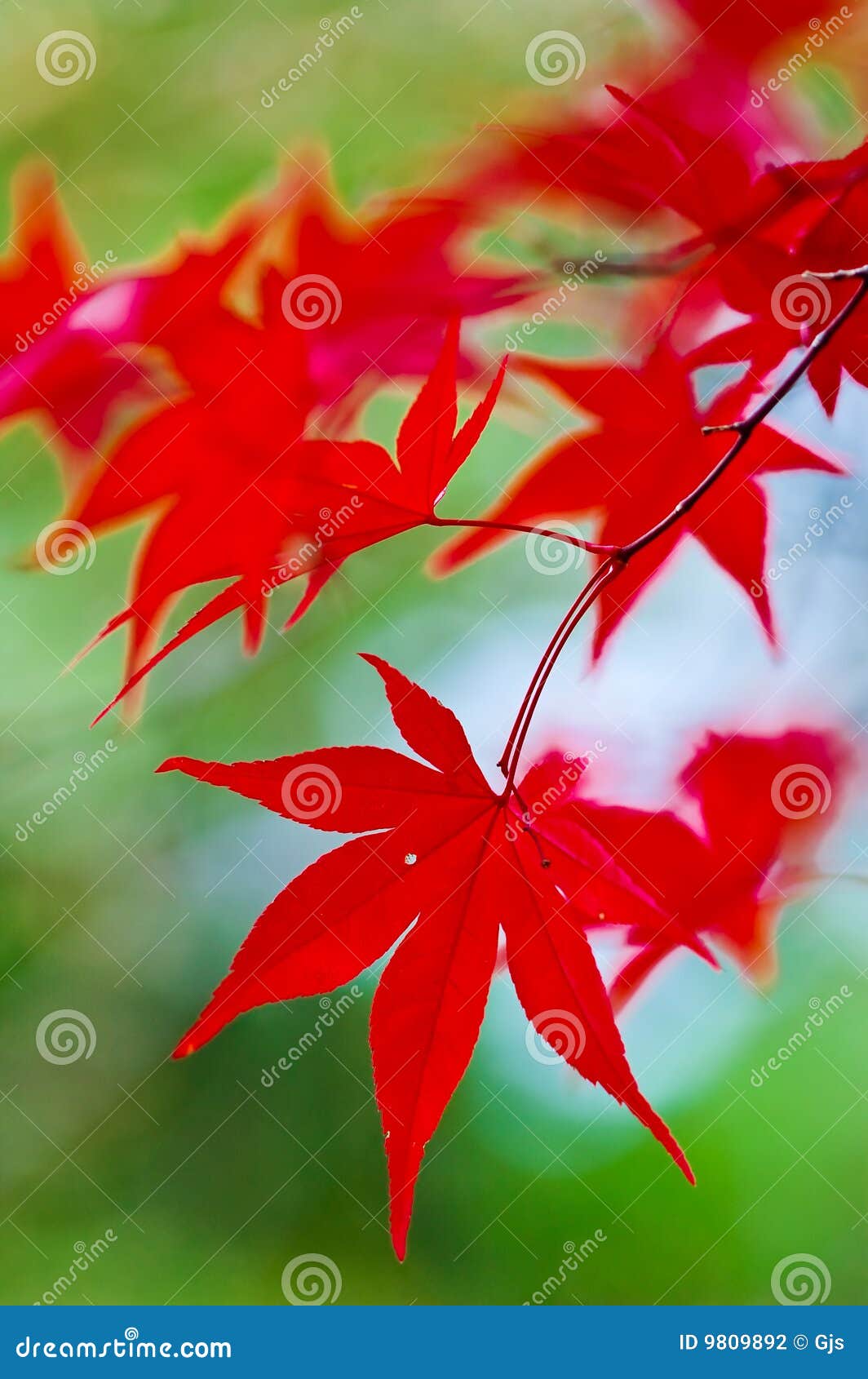 Japanese Maple Leaves stock photo. Image of beauty, japanese - 9809892
