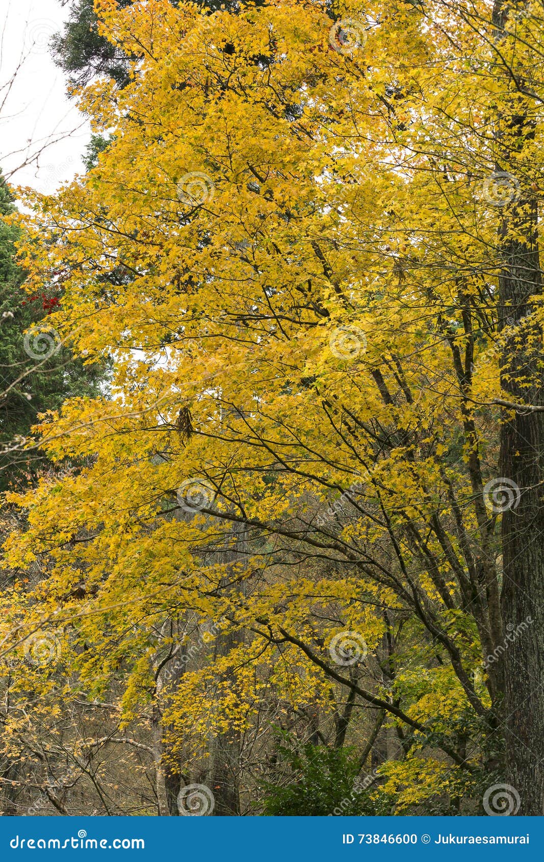 Japanese Maple Leaves in Autumn Stock Photo - Image of autumnal, time ...