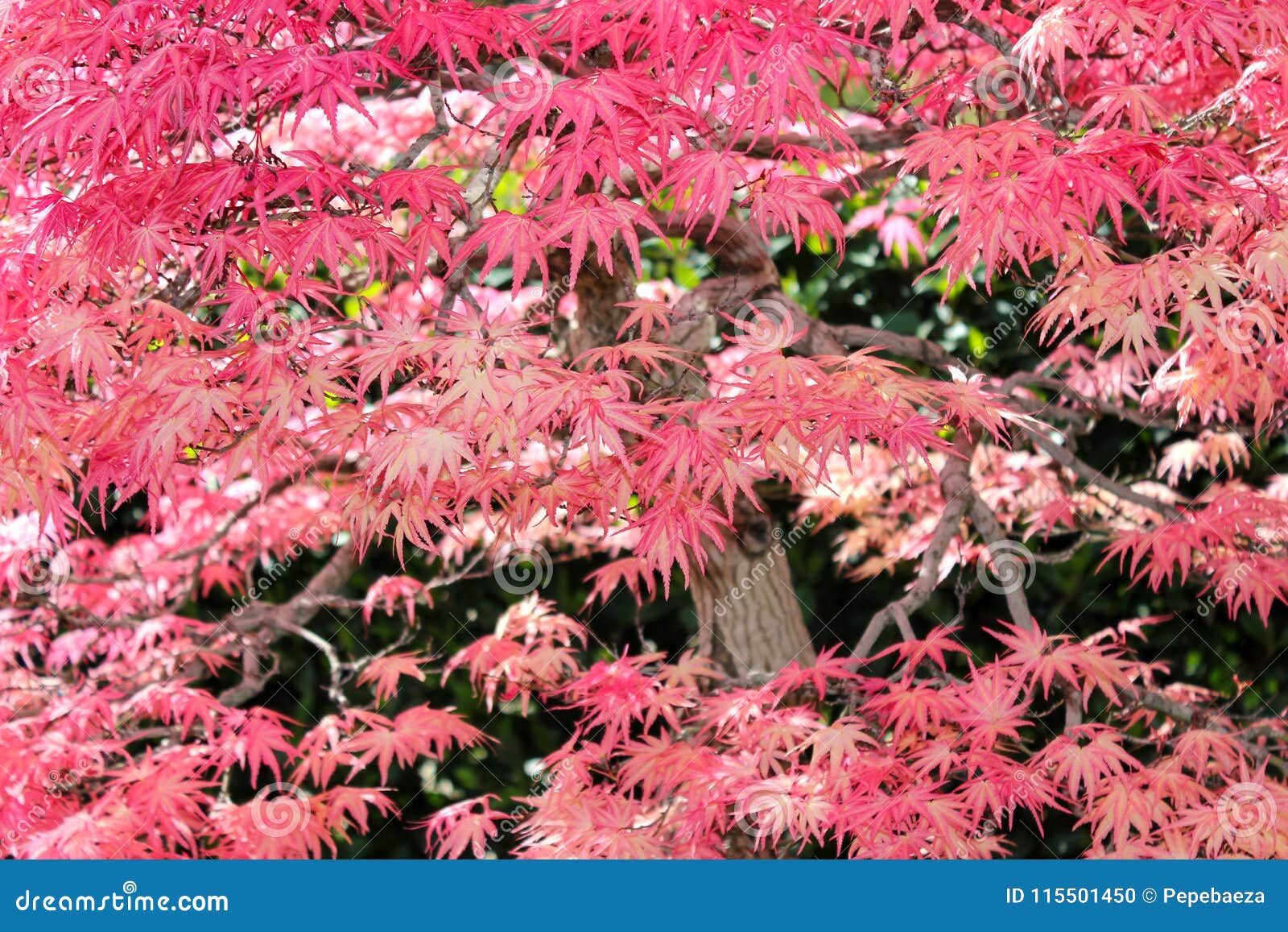 Japanese maple leaves stock photo. Image of park, beauty - 115501450