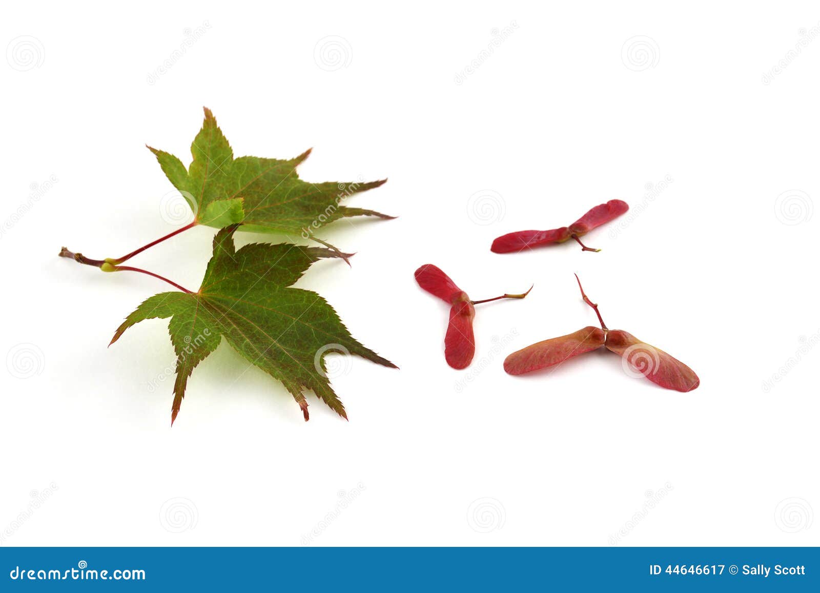 Japanese Maple Leaves and Seeds Stock Image - Image of variegated, tree ...