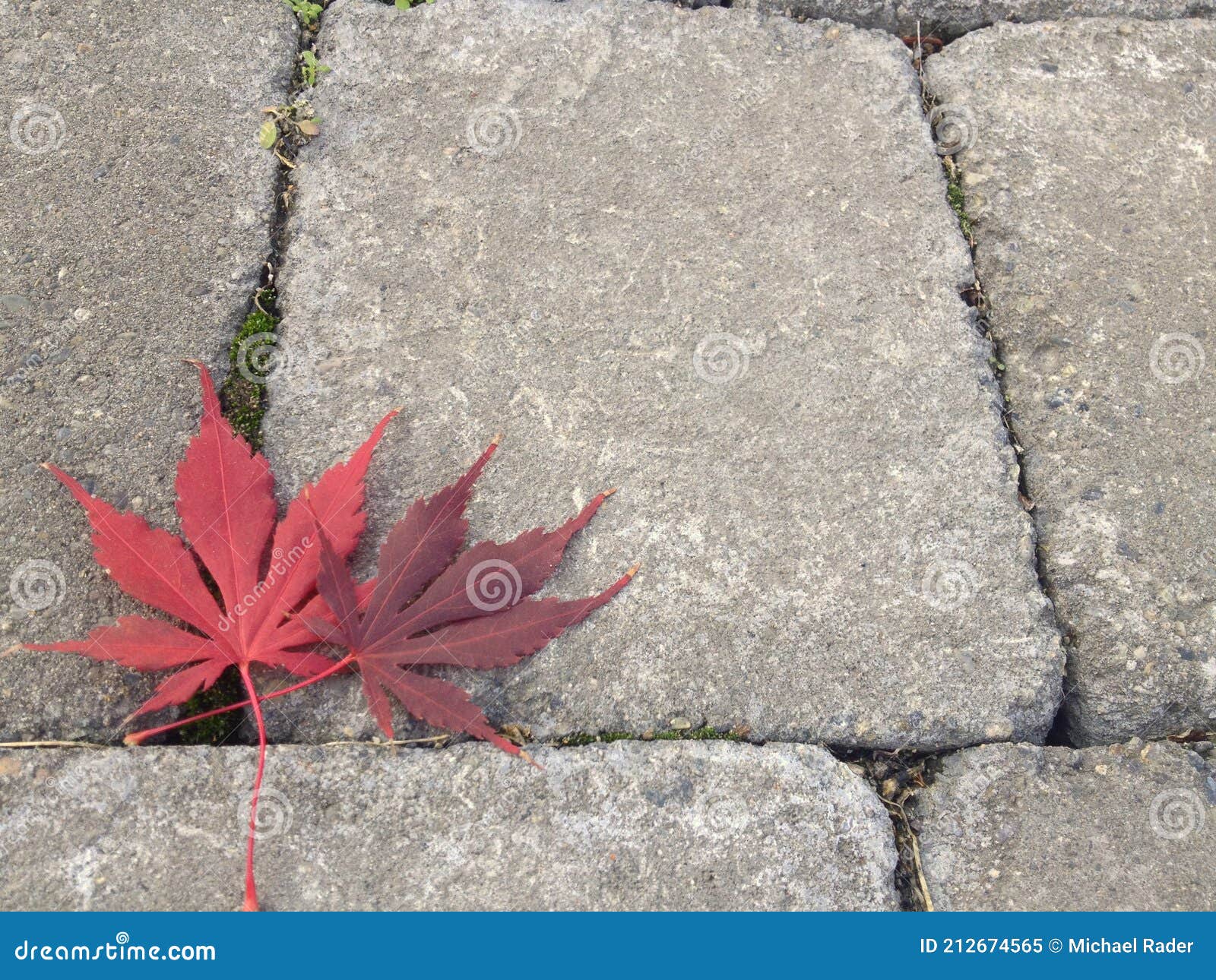 Japanese Maple Leaves on Stone Stock Image - Image of cobblestone, rock ...