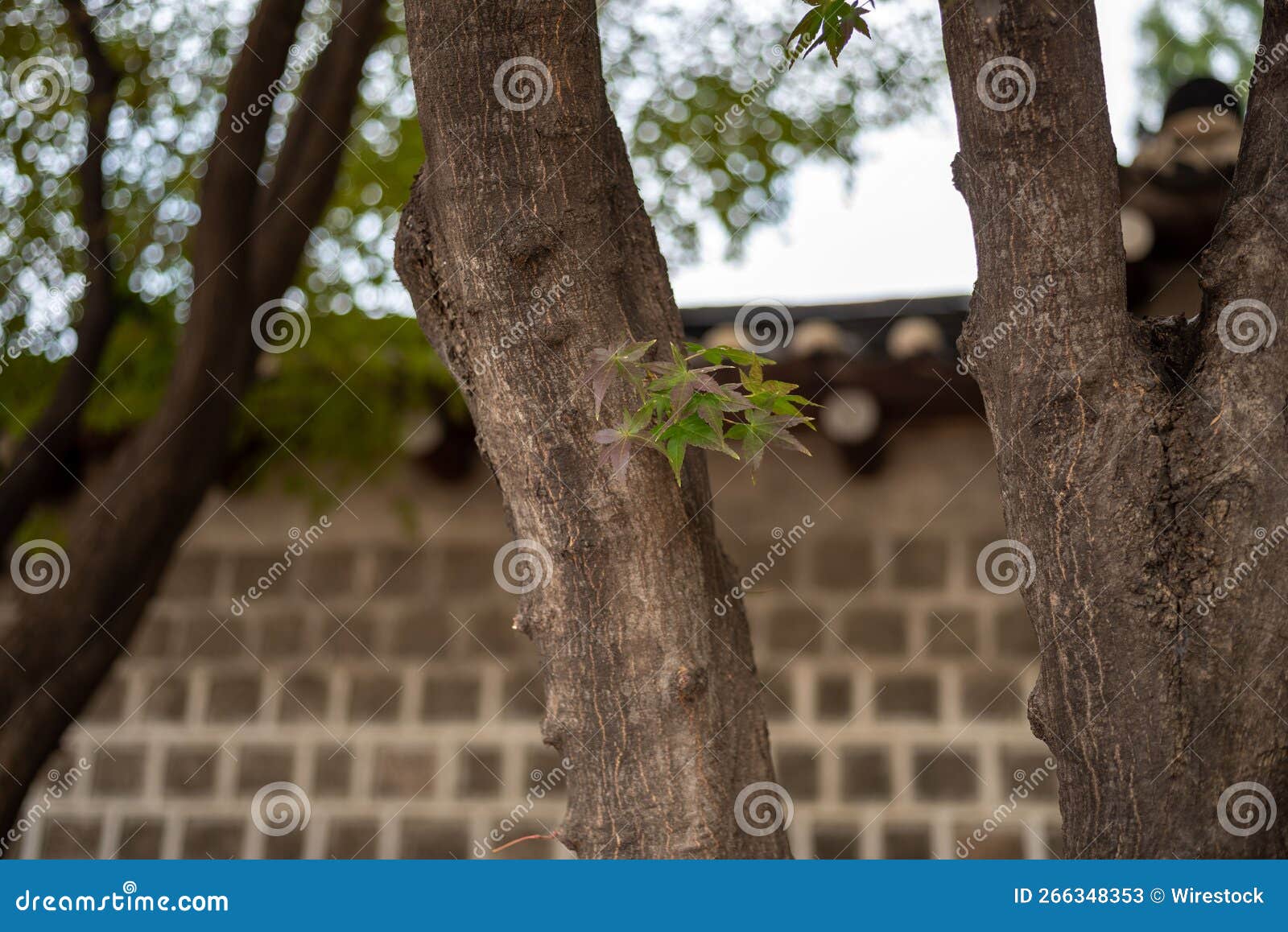 Japanese Maple Leaves on Tree Bark. Stock Image - Image of outdoor ...