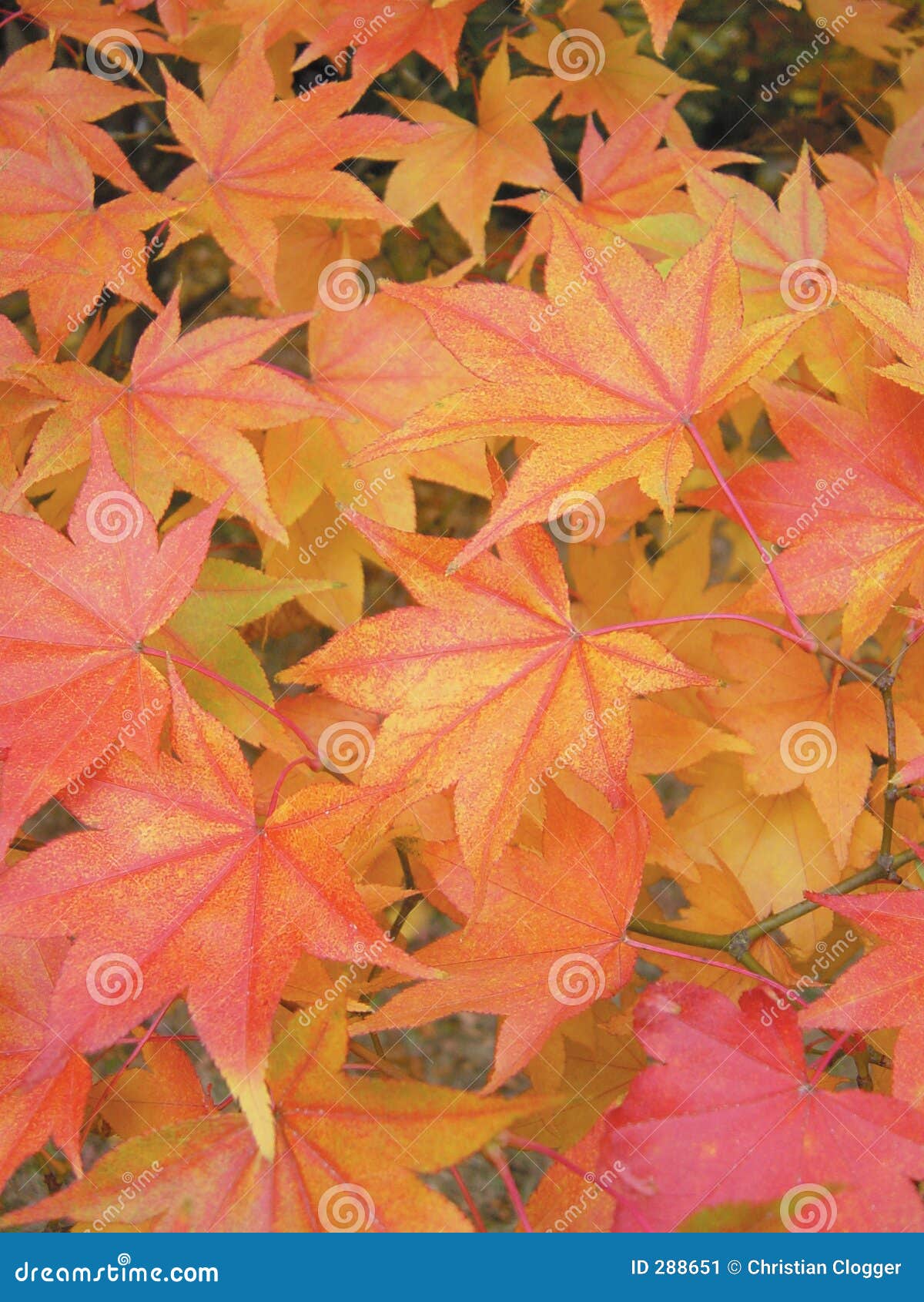 Japanese Maple Tree Sapling Stock Photos - Free & Royalty-Free Stock ...
