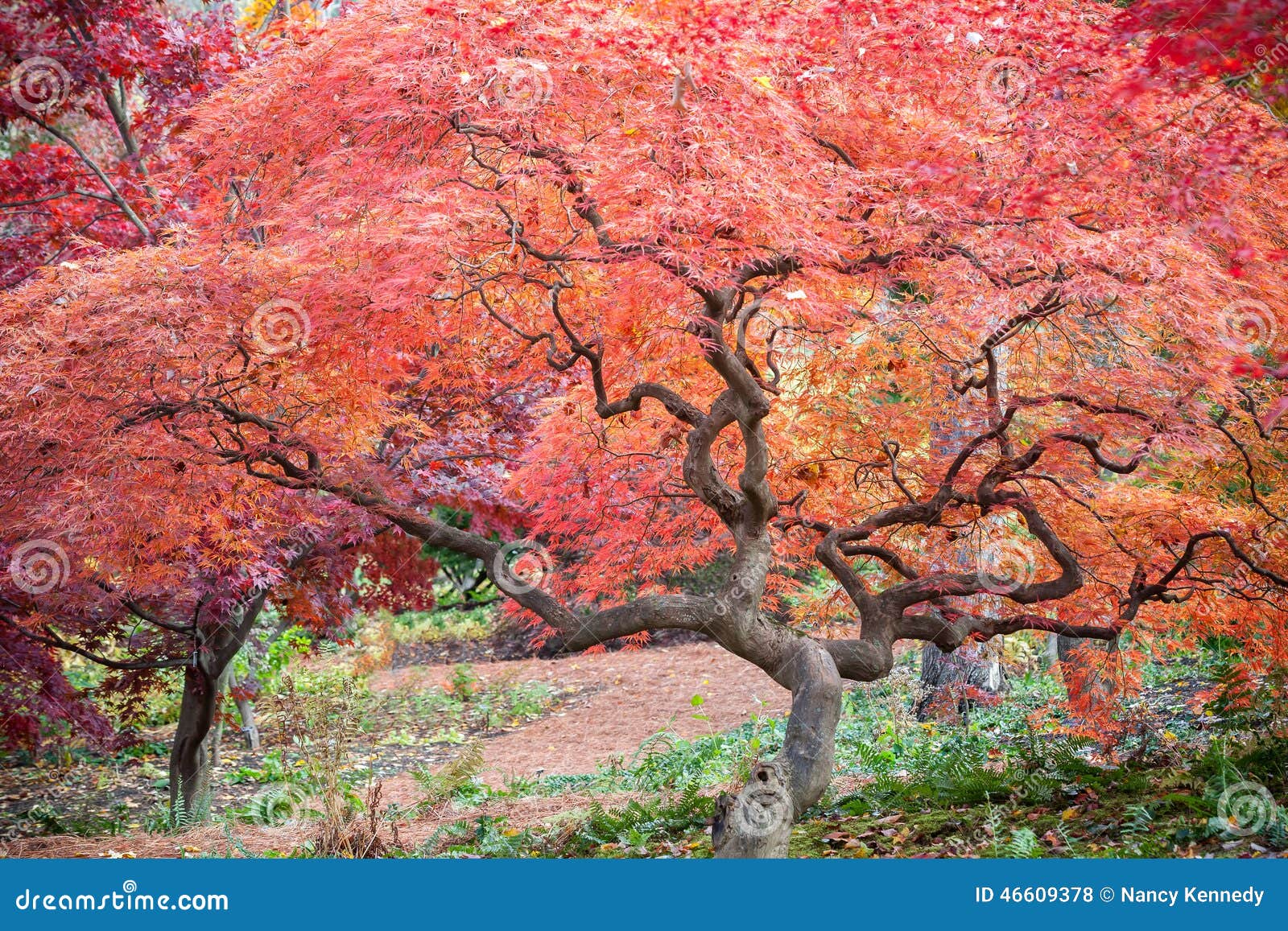 Japanese Maple stock photo. Image of japanese, acer, autumn - 46609378