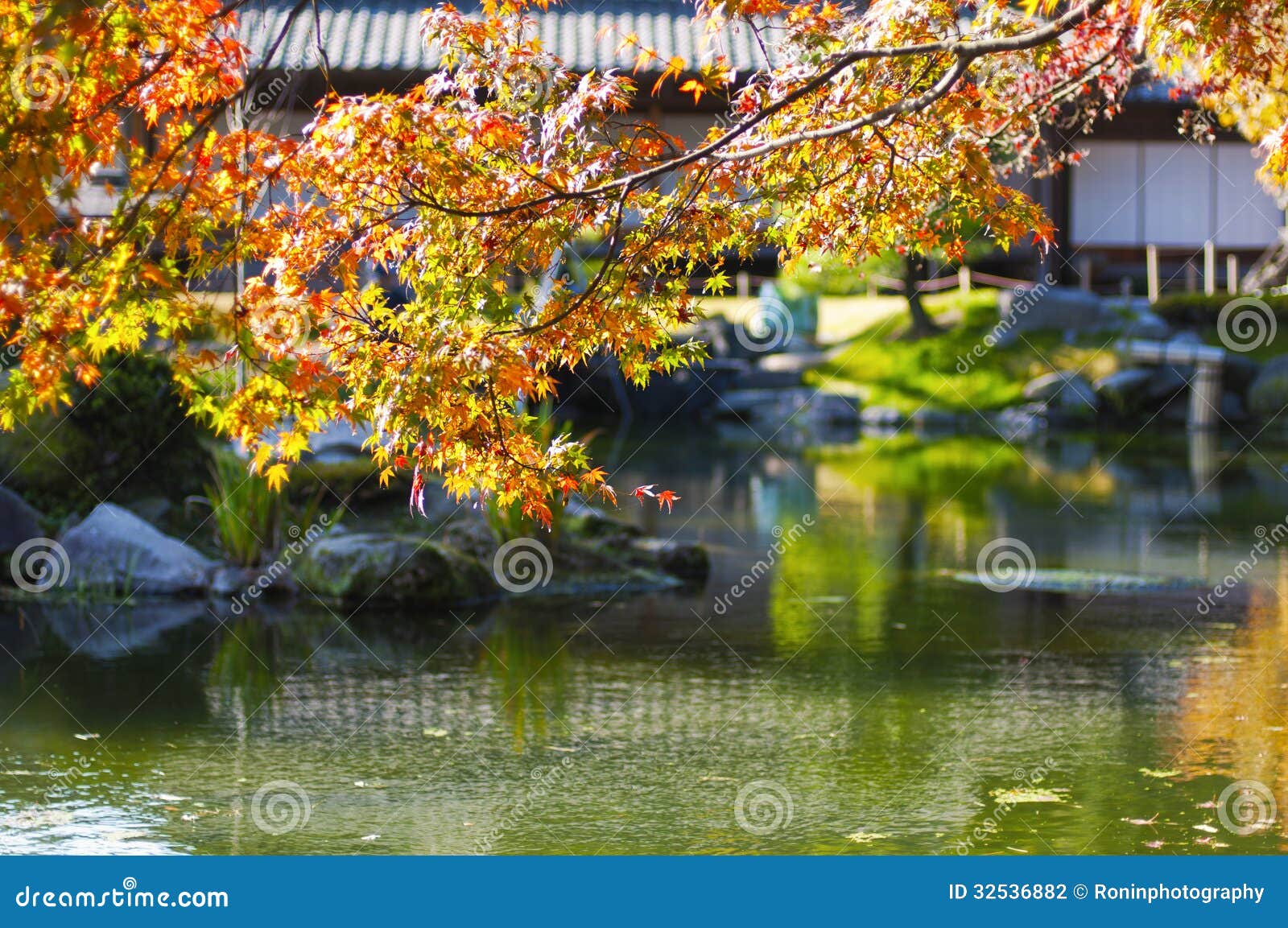 Japanese Maple over Pond stock photo. Image of seasons - 32536882