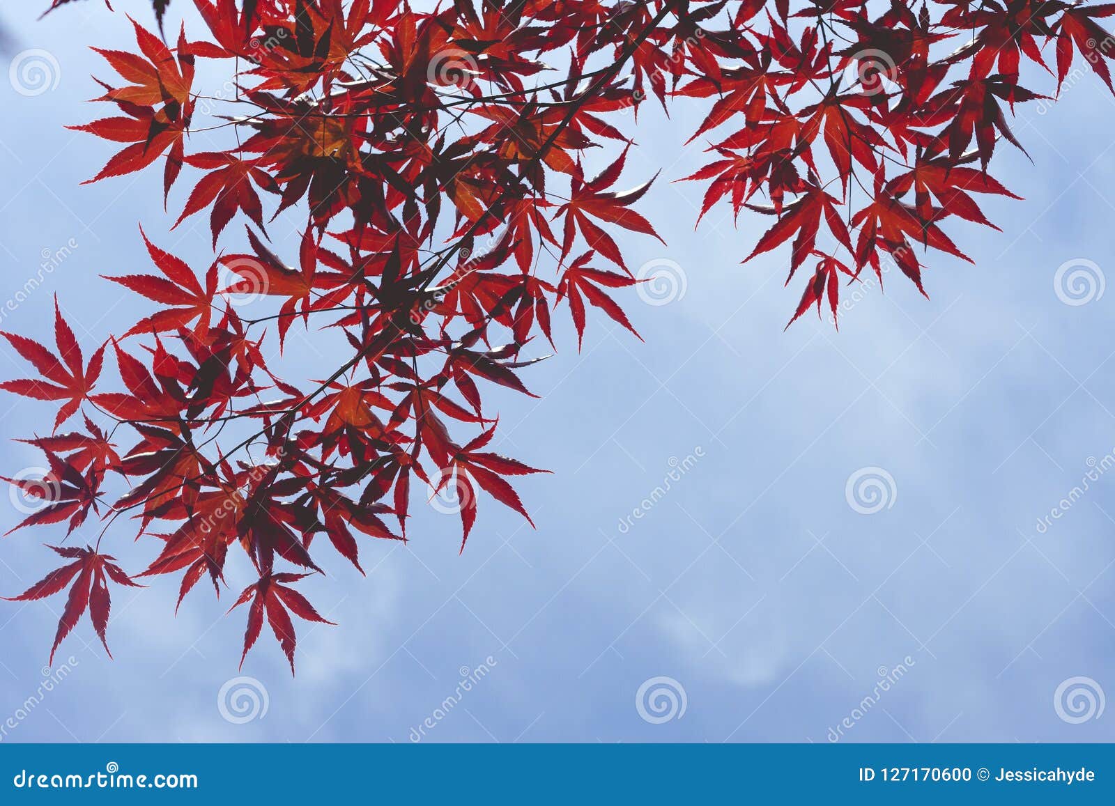 Japanese maple red leaves stock photo. Image of japan - 127170600