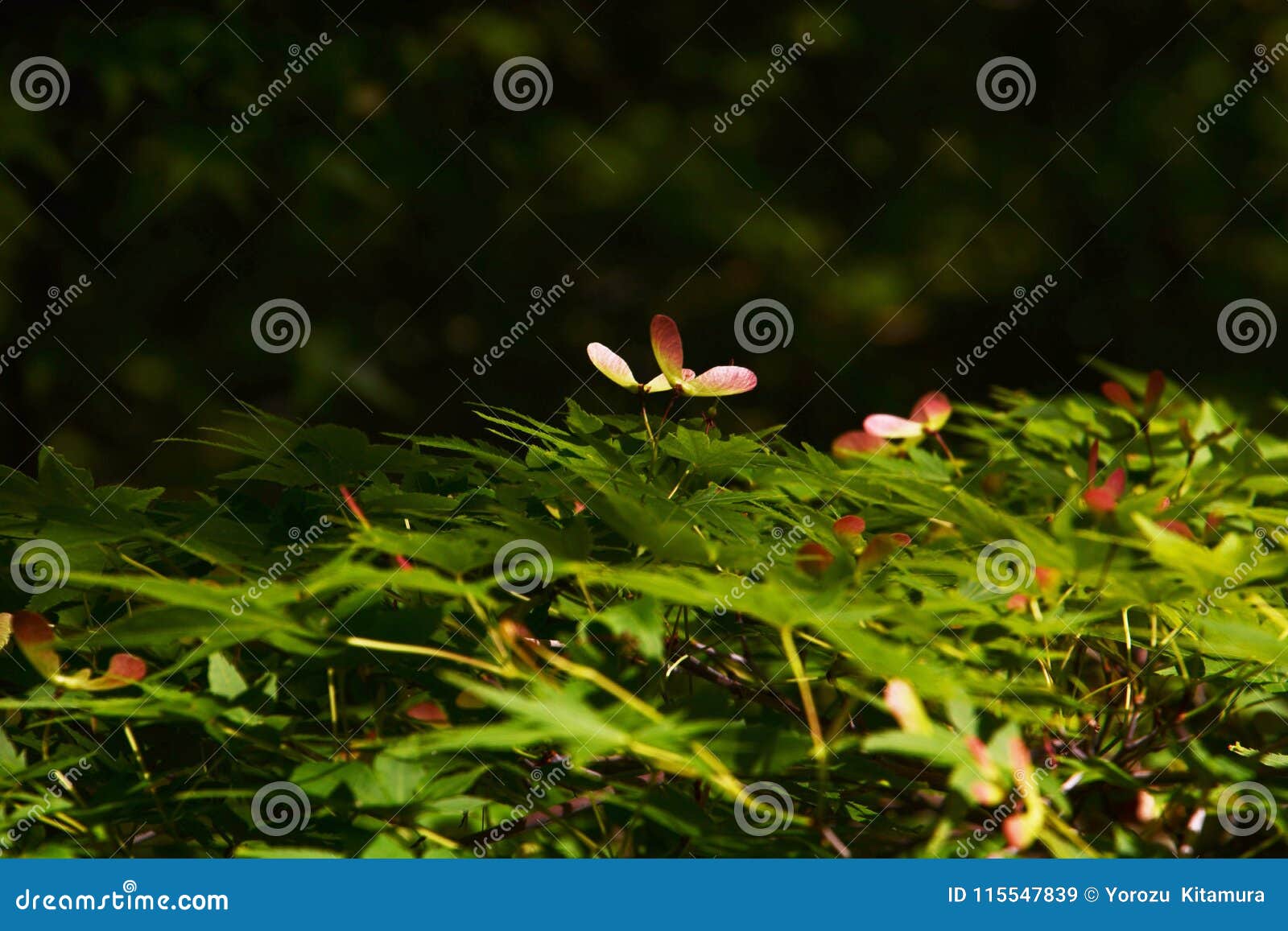 Japanese maple Samaras stock image. Image of nature - 115547839