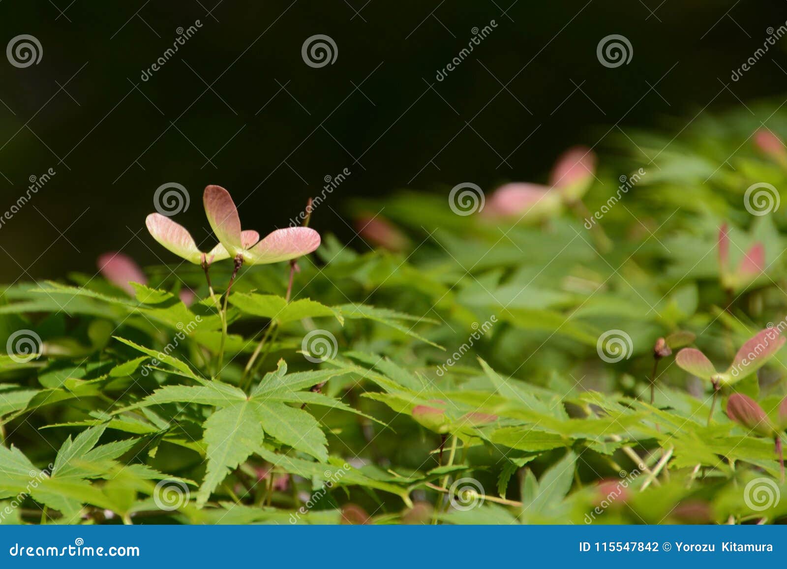 Japanese maple Samaras stock photo. Image of plant, bright - 115547842
