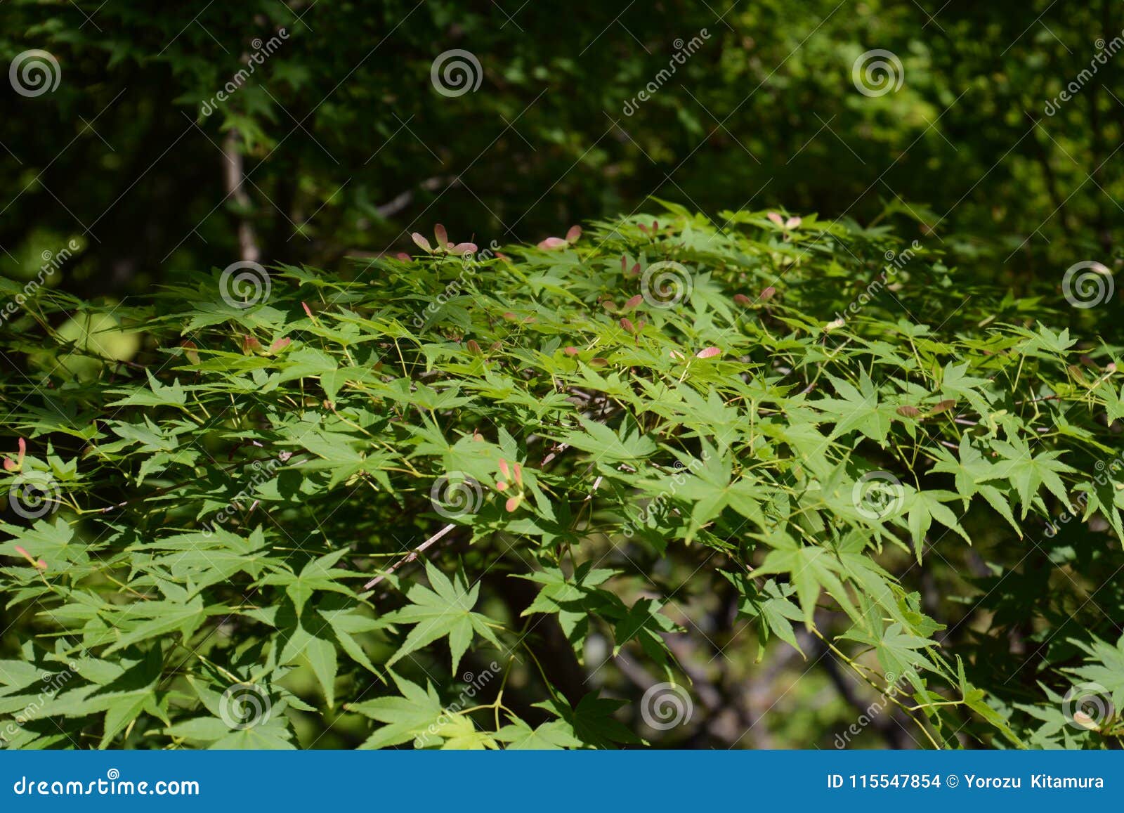 Japanese Maple Samaras Royalty-Free Stock Image | CartoonDealer.com ...