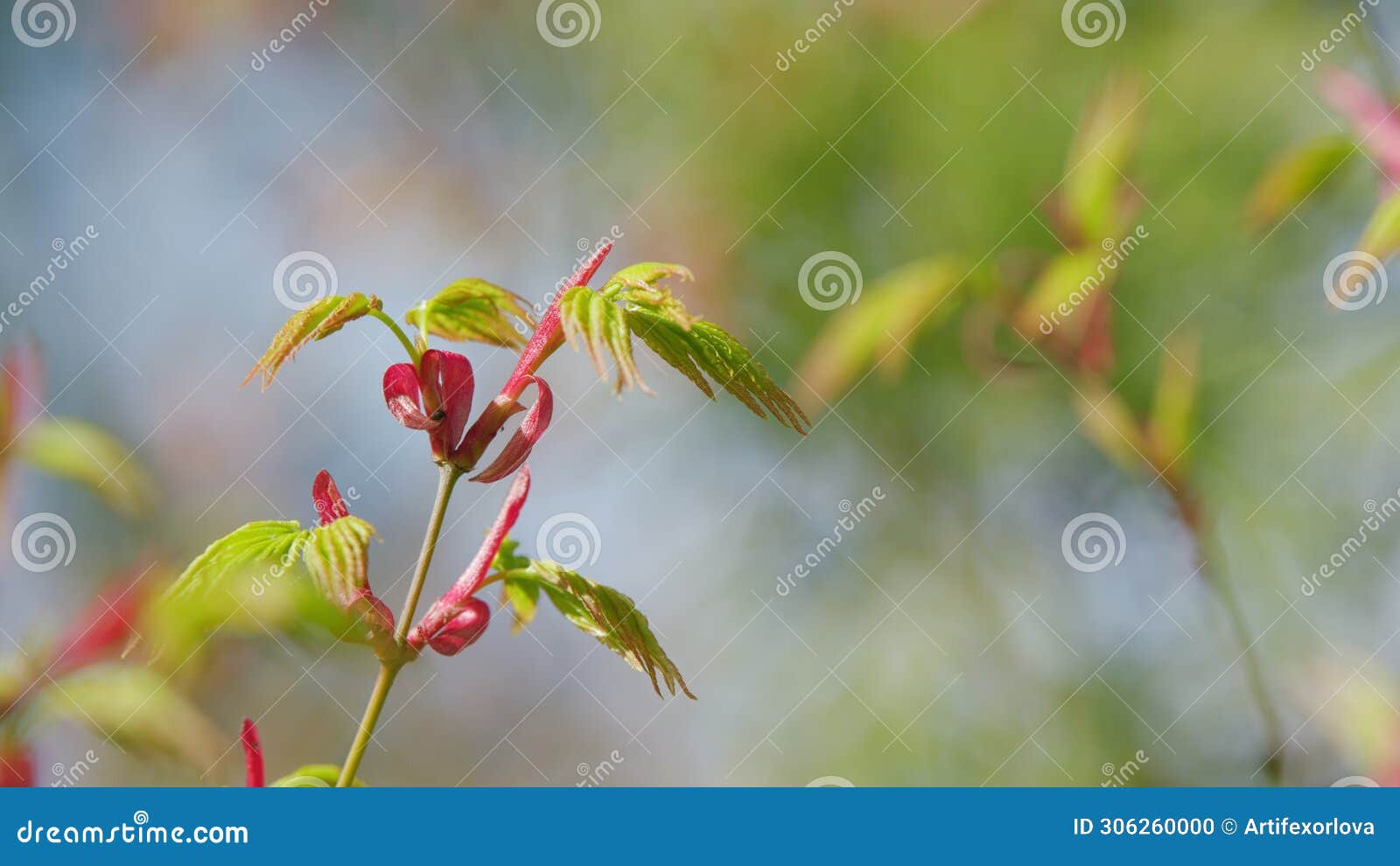 Japanese Maple or Smooth Japanese-Maple. Acer Palmatum Deciduous Tree ...
