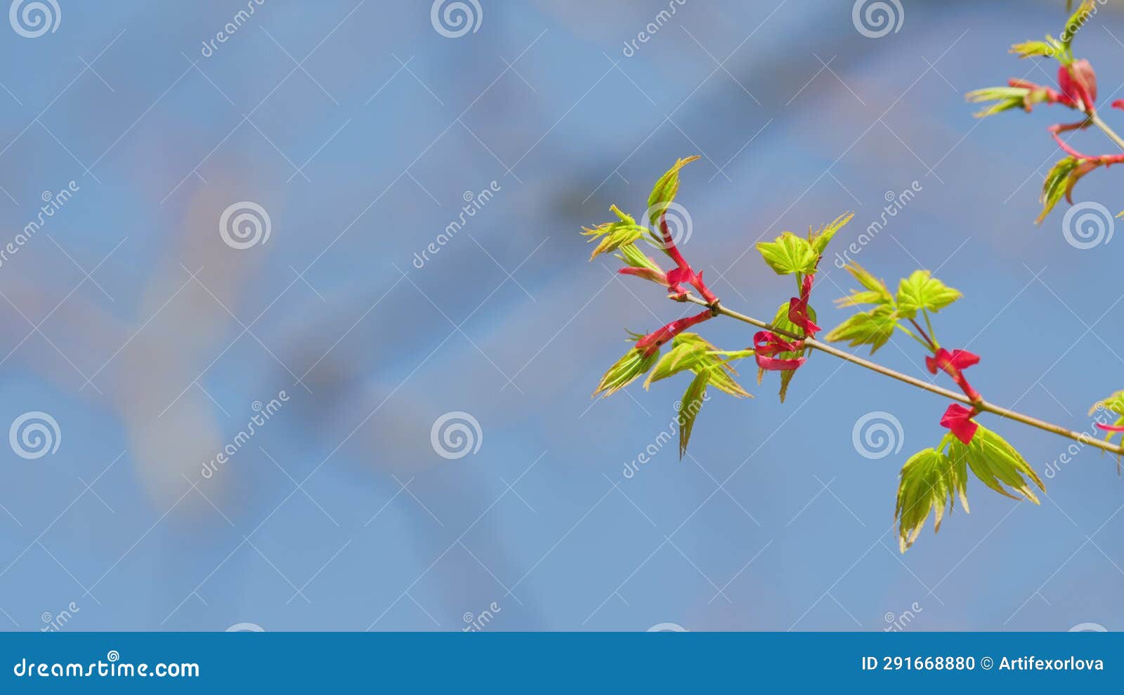 Japanese Maple or Smooth Japanese-Maple. Acer Palmatum Deciduous Tree ...