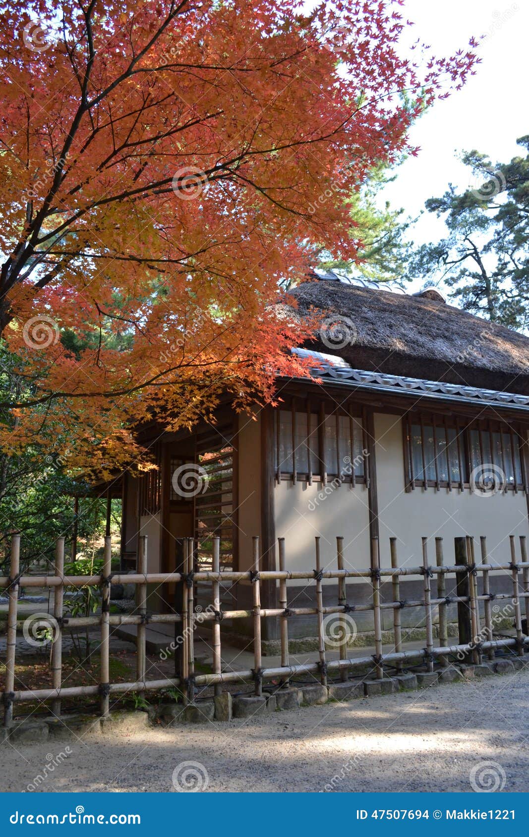 Japanese maple stock photo. Image of green, park, tree - 47507694