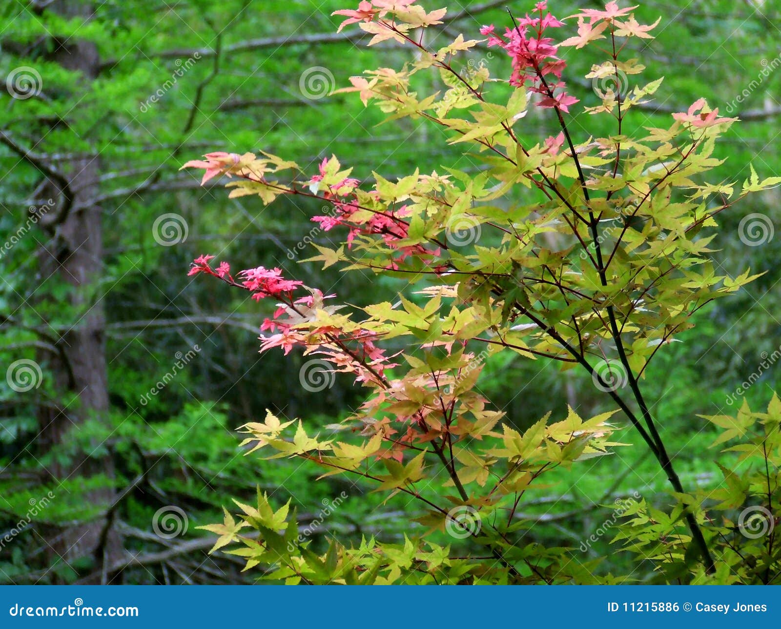 Japanese Maple Tree stock photo. Image of yellow, asian - 11215886
