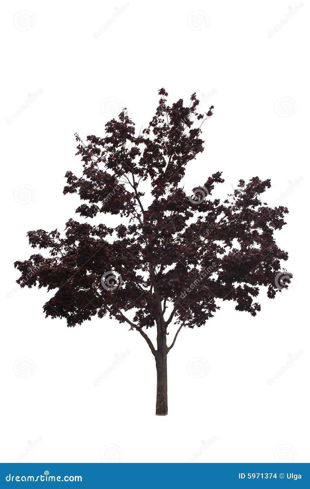 Japanese Maple Tree Silhouette