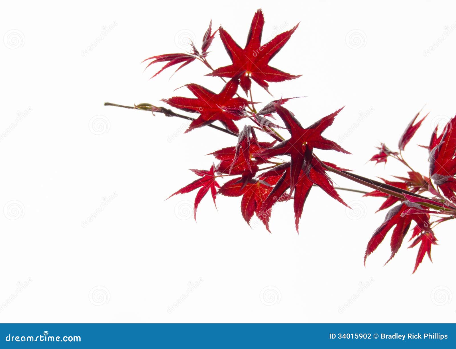 Japanese maple stock photo. Image of decorative, branch - 34015902