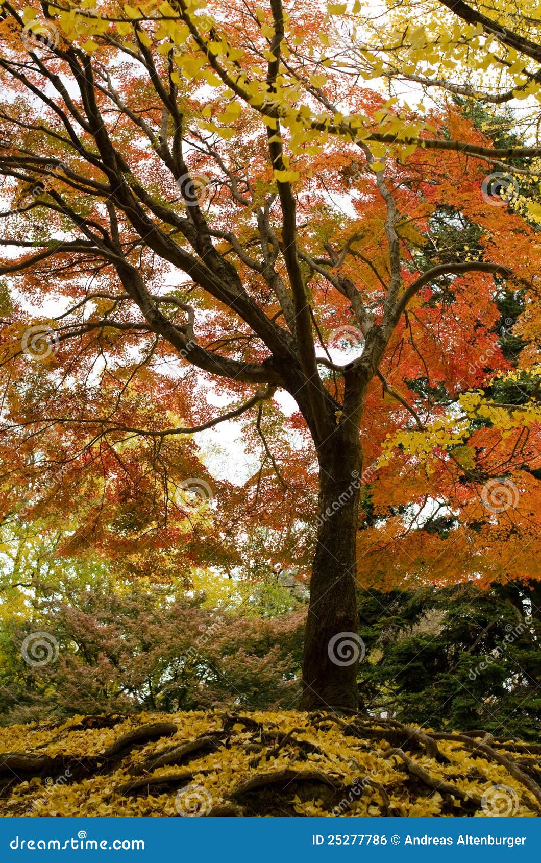 Japanese Maple Tree in Autumn Stock Photo - Image of asia, maple: 25277786