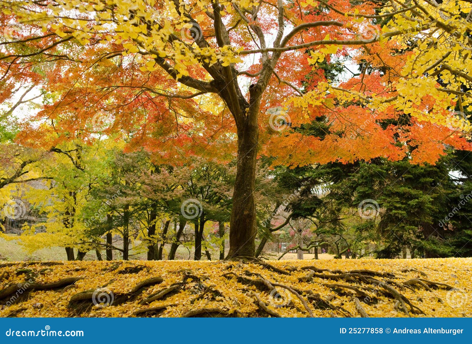 Japanese Maple Tree in Autumn Stock Photo - Image of foliage, natural ...