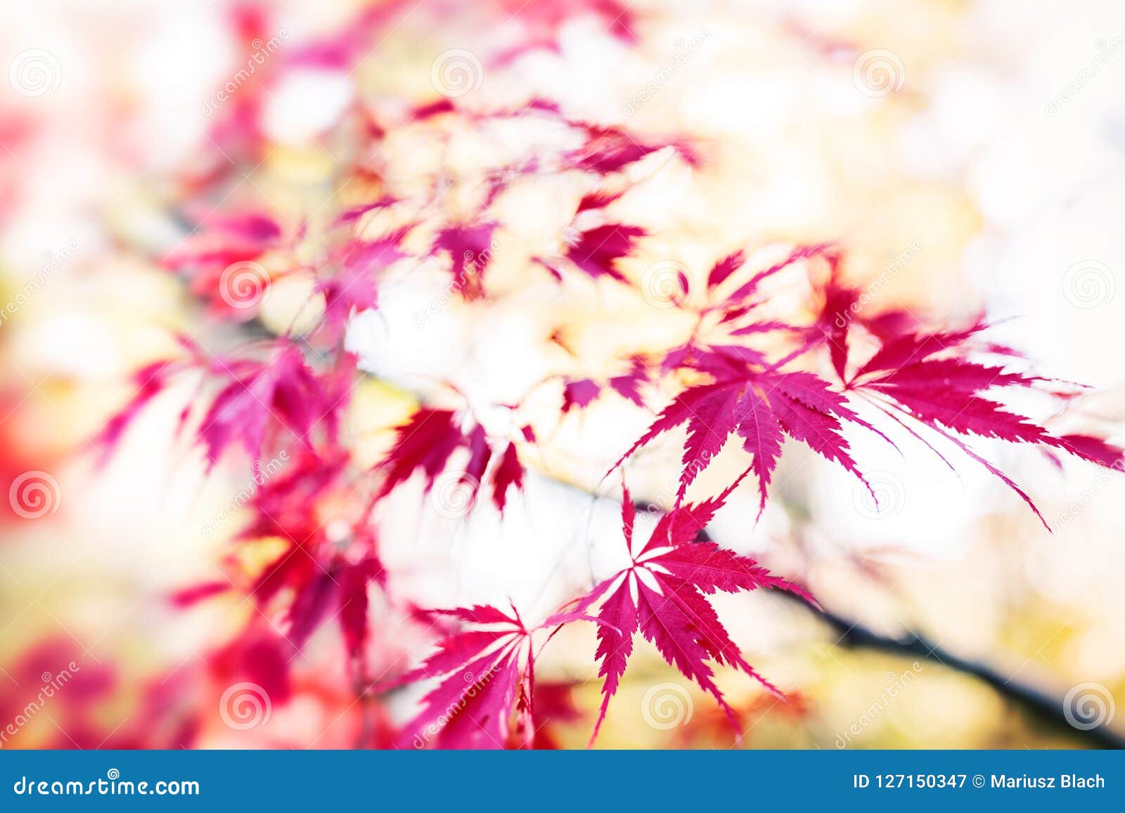 Japanese Maple Tree in Autumn Stock Image - Image of sunny, natural ...