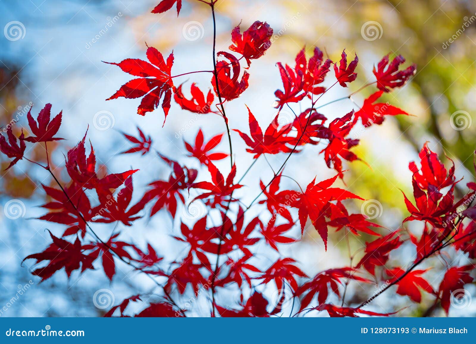 Japanese Maple Tree in Autumn Stock Image - Image of garden, leaf ...