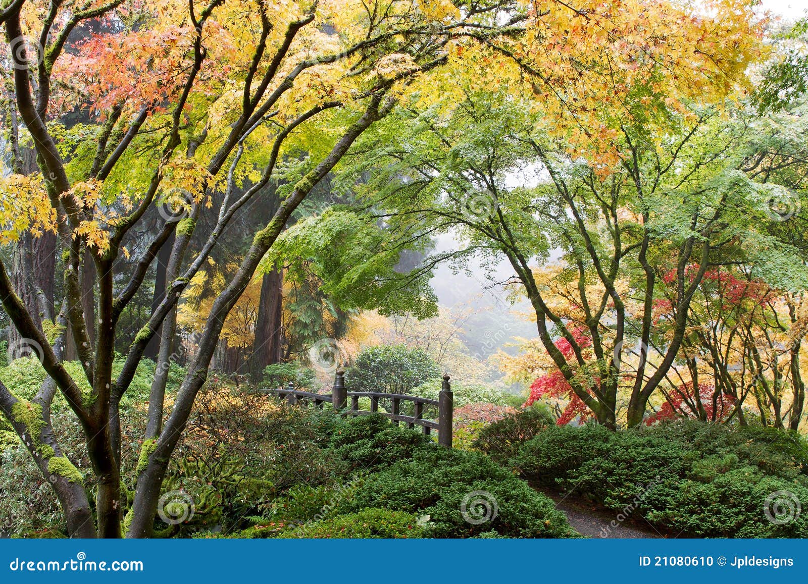 Japanese Maple Tree Canopy by the Bridge Stock Photo - Image of colors ...