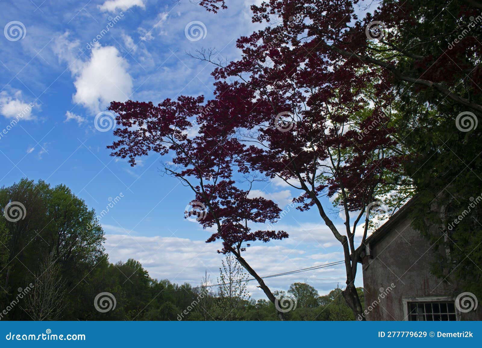 Japanese Maple Tree with Dark Red Leaves -09 Stock Image - Image of ...