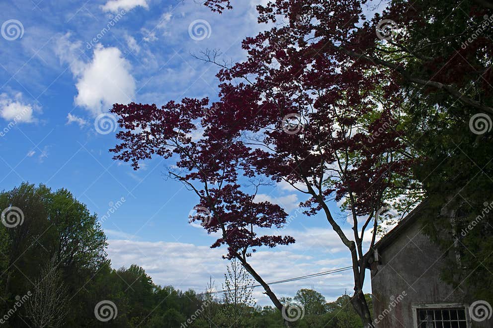 Japanese Maple Tree with Dark Red Leaves -09 Stock Image - Image of ...