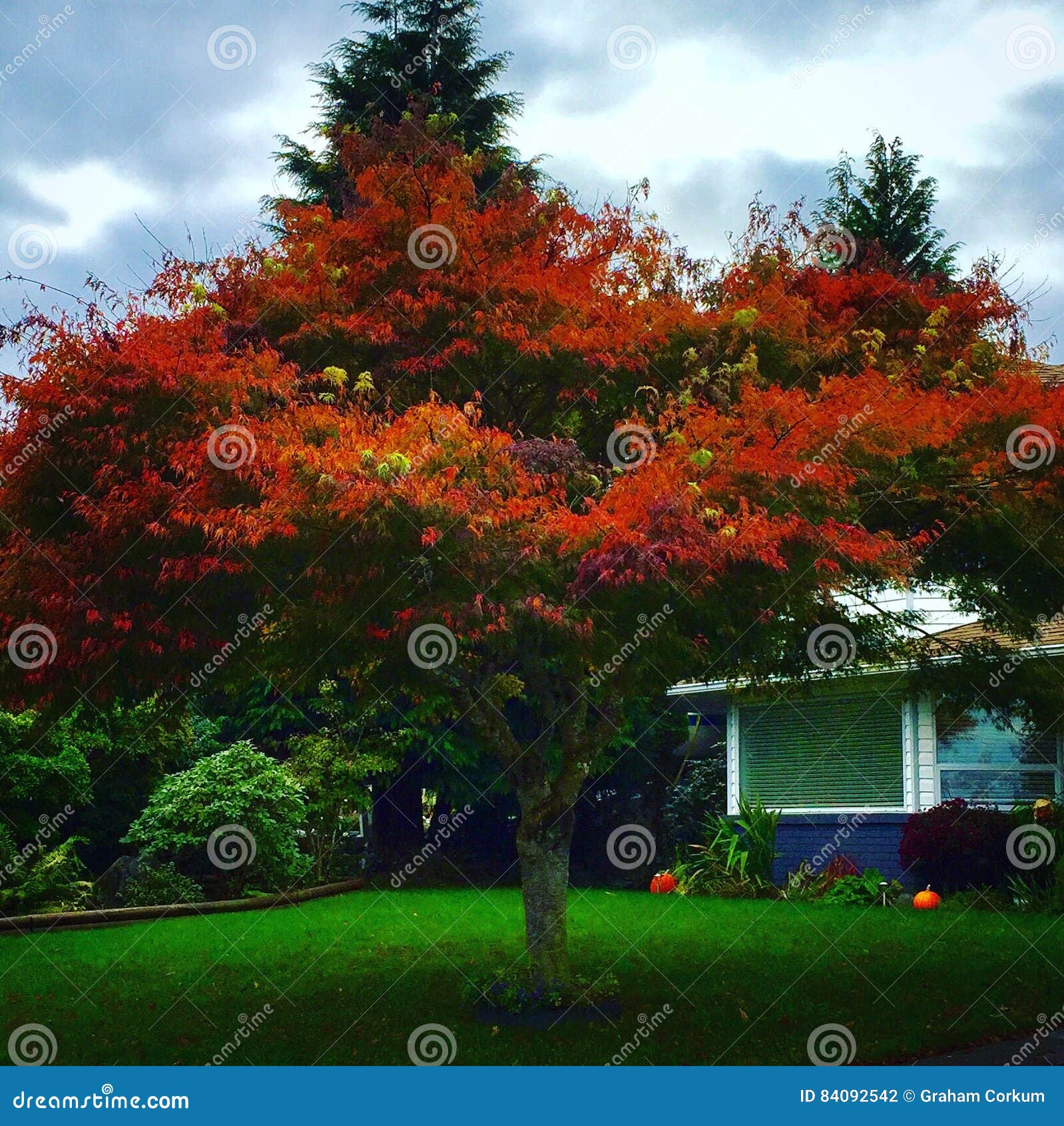 Japanese maple tree. stock photo. Image of tree, maple - 84092542
