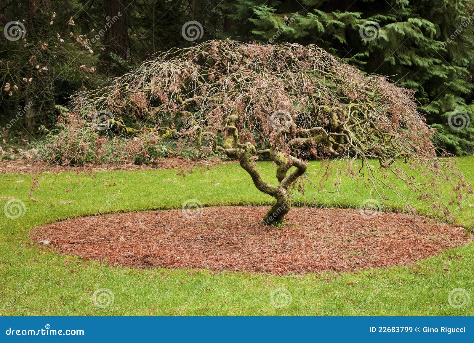 3,992 Grotto Tree Stock Photos - Free & Royalty-Free Stock Photos from ...