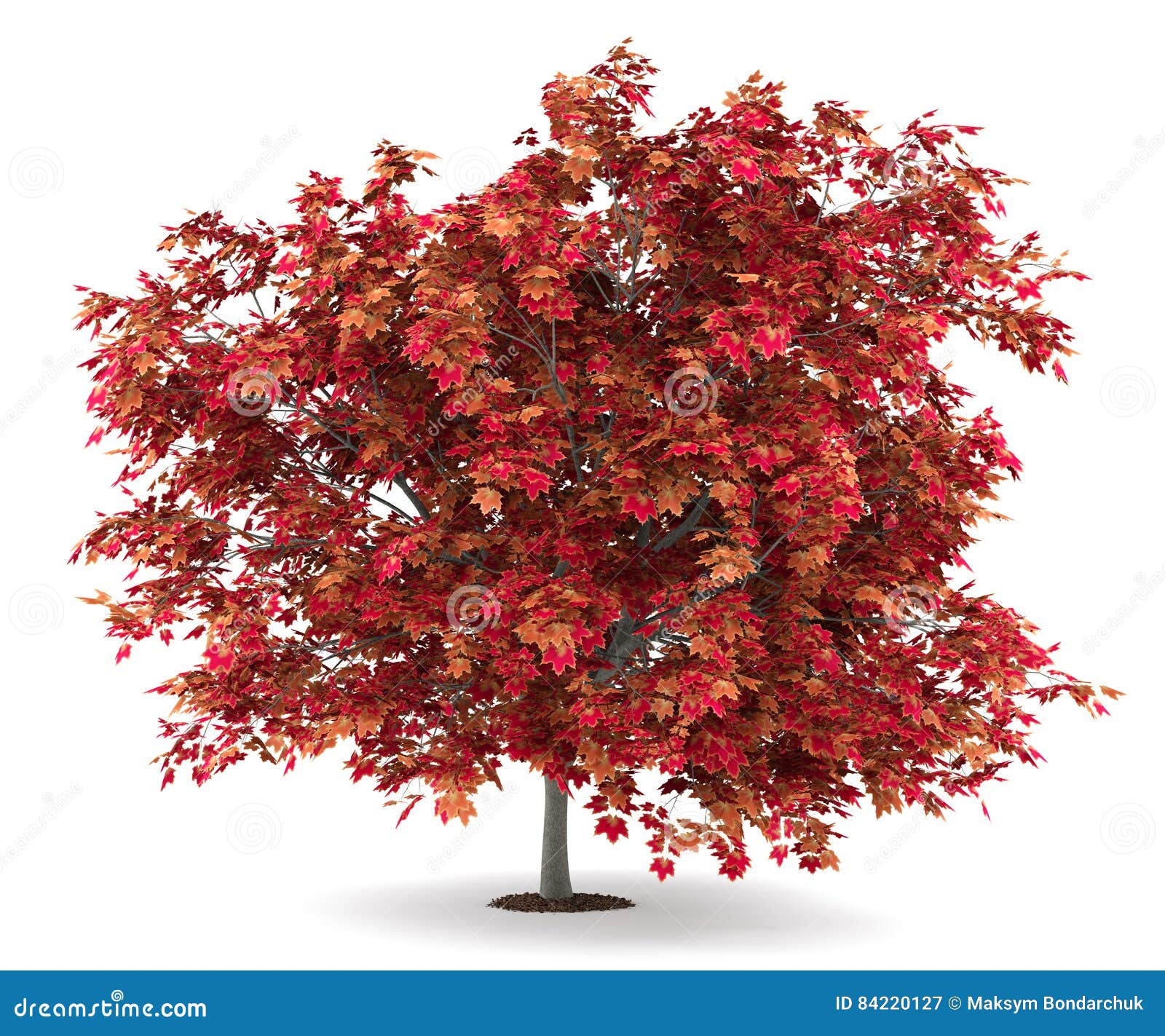 Japanese Maple Tree Isolated On White Royalty-Free Stock Photography ...