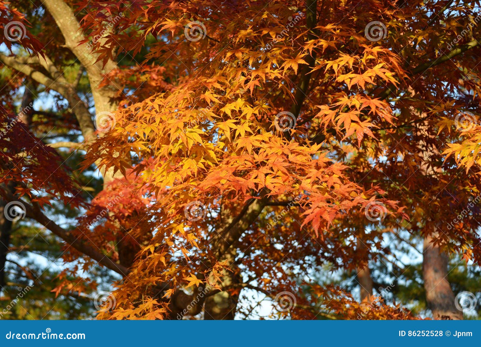 Japanese Maple Tree Leafs in the Fall Stock Photo - Image of fall, leaf ...