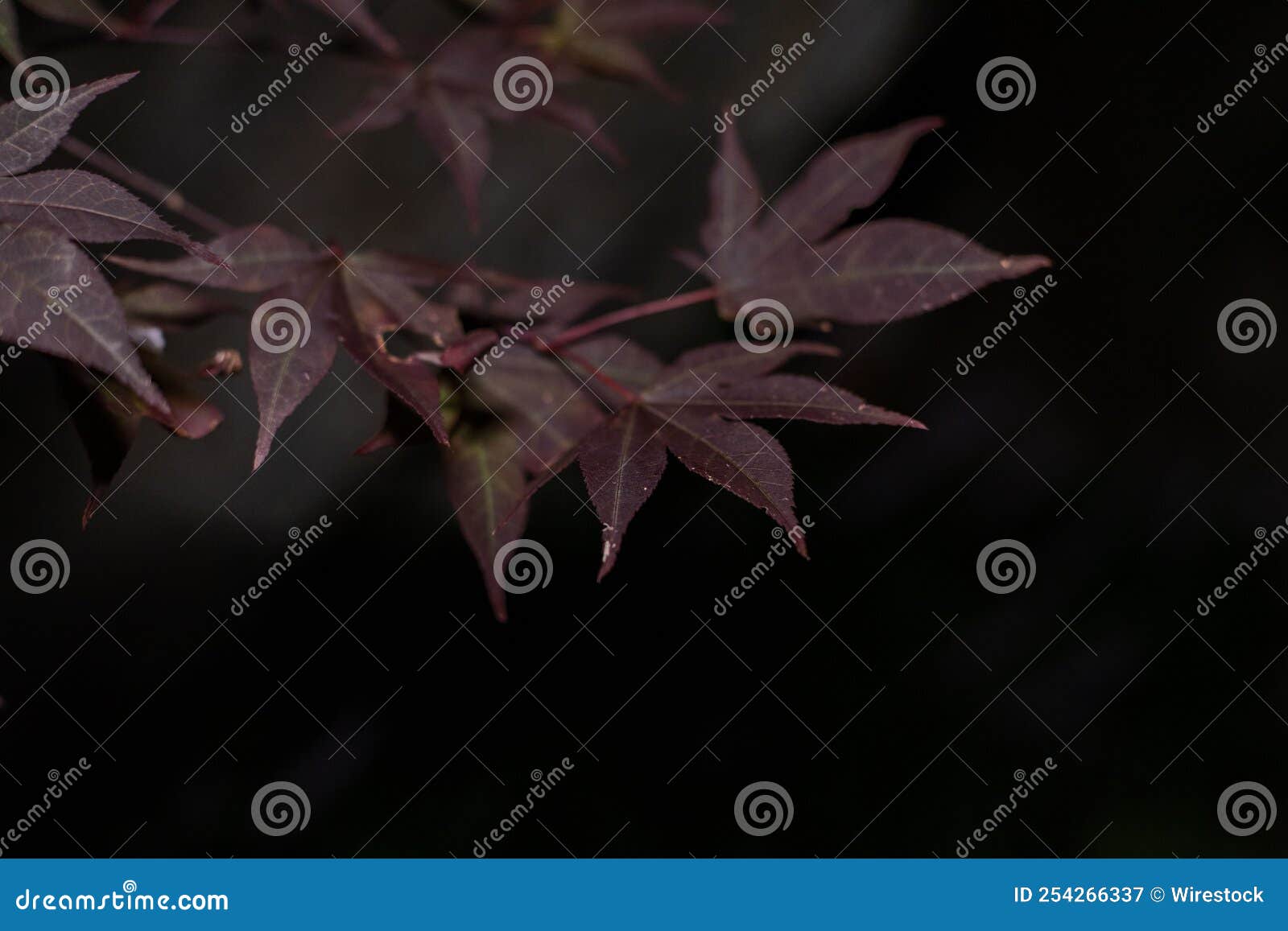 Japanese maple tree leaves stock image. Image of macro - 254266337