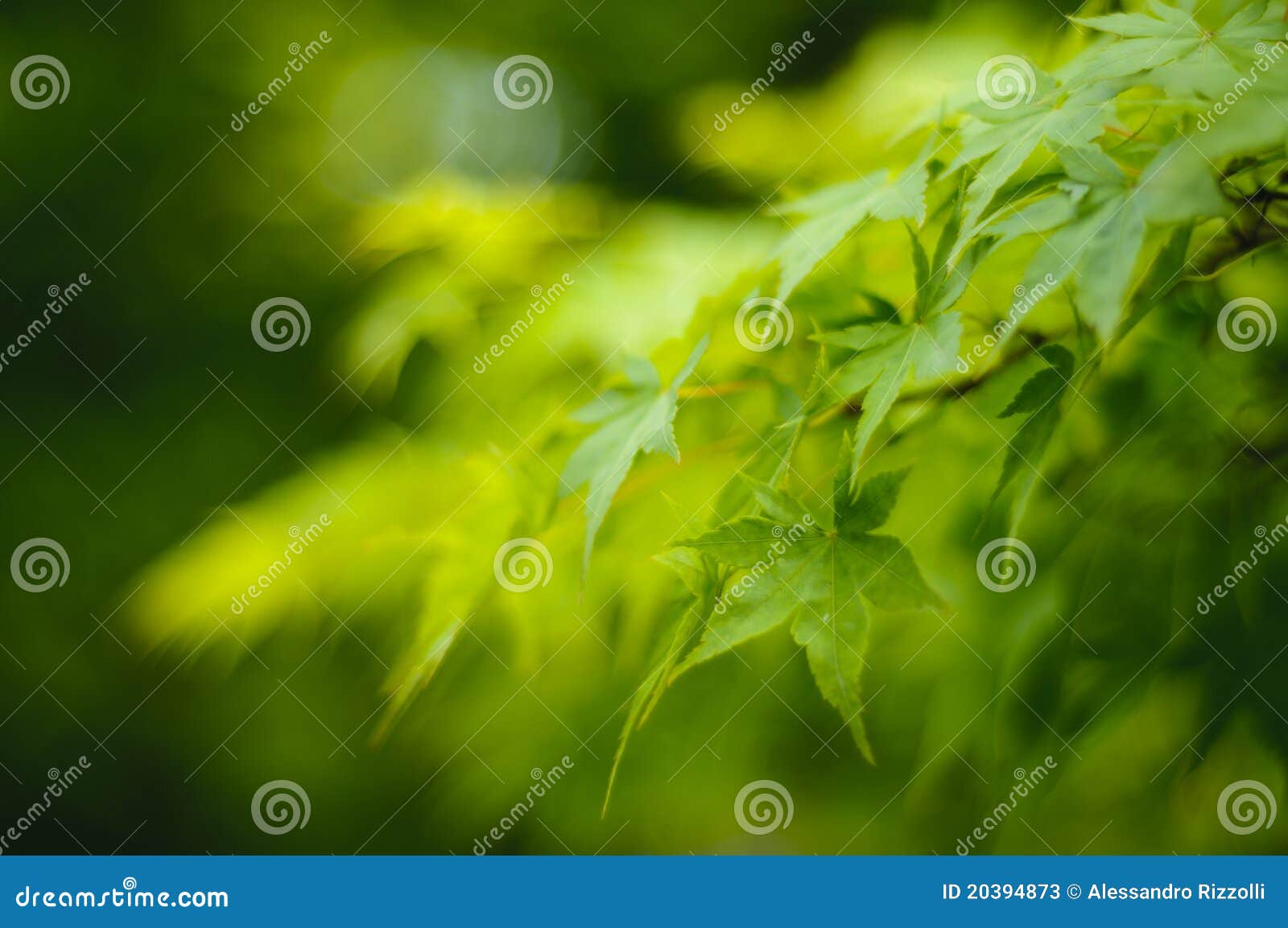Japanese Maple Tree Leaves Background Stock Image - Image of forest ...