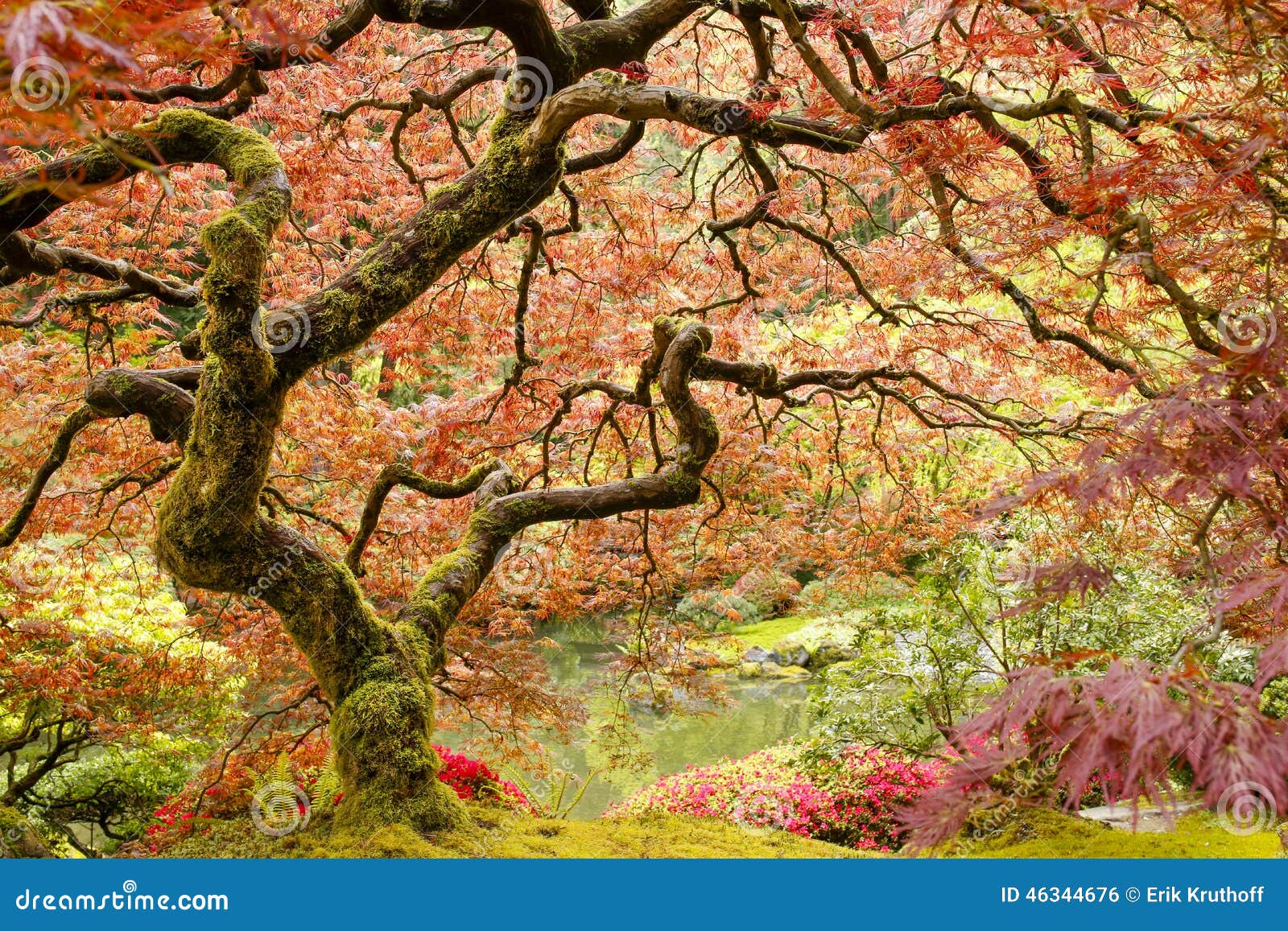 Japanese Maple Tree stock photo. Image of tree, branches - 46344676