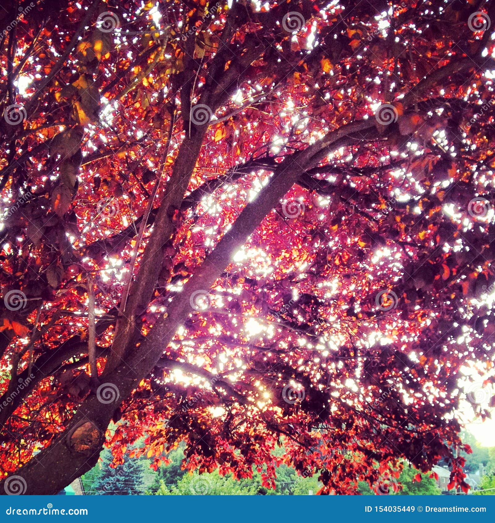 Japanese Maple Tree with Rays of Light Streaming through Its Vibrant ...