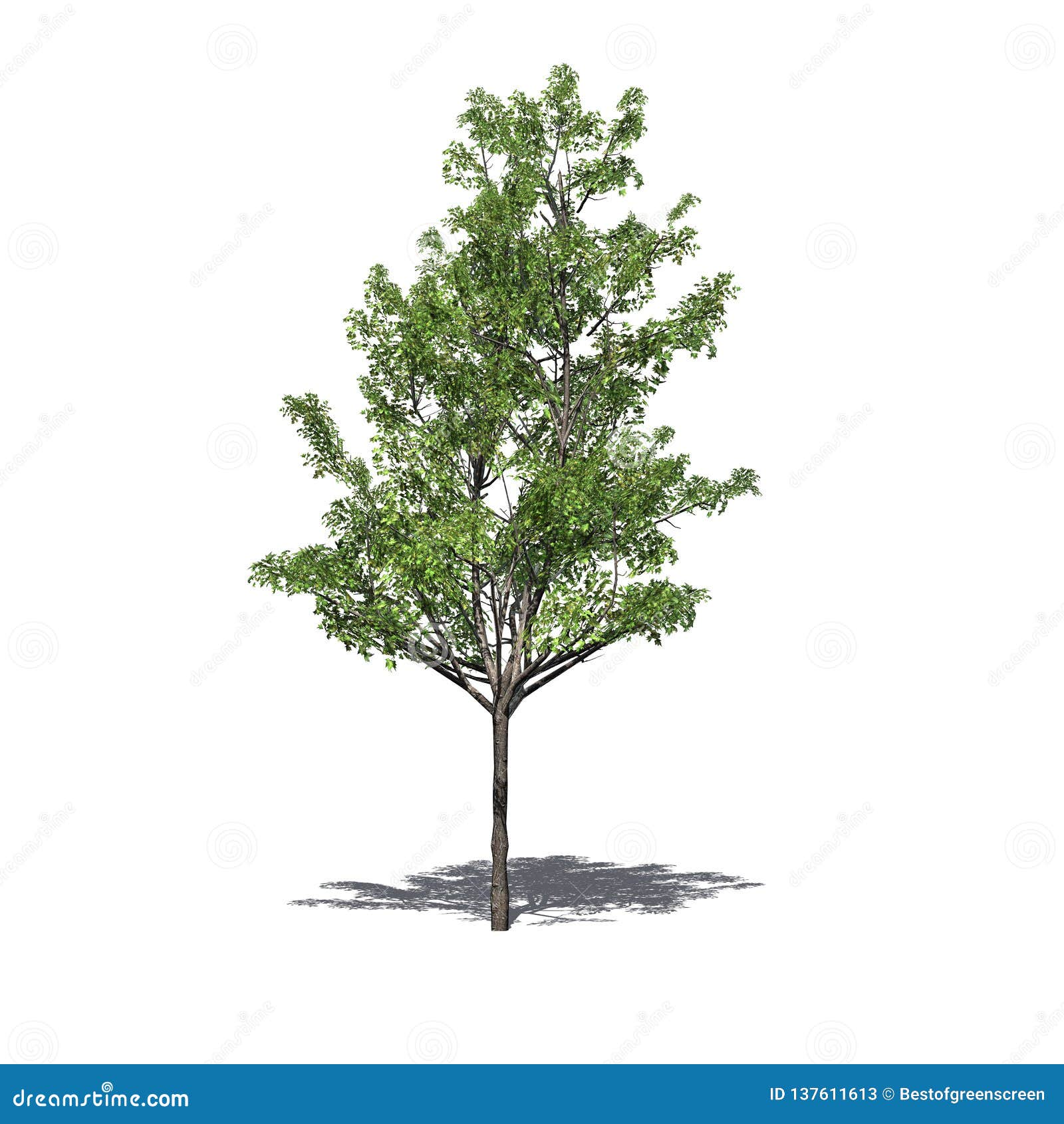 Japanese Maple Tree with Shadow on the Floor Stock Illustration ...