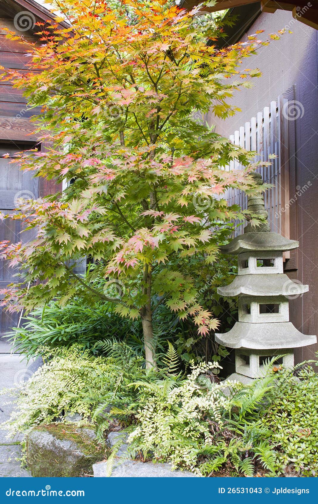 Japanese Maple Tree with Stone Pagoda Lantern Stock Image - Image of ...
