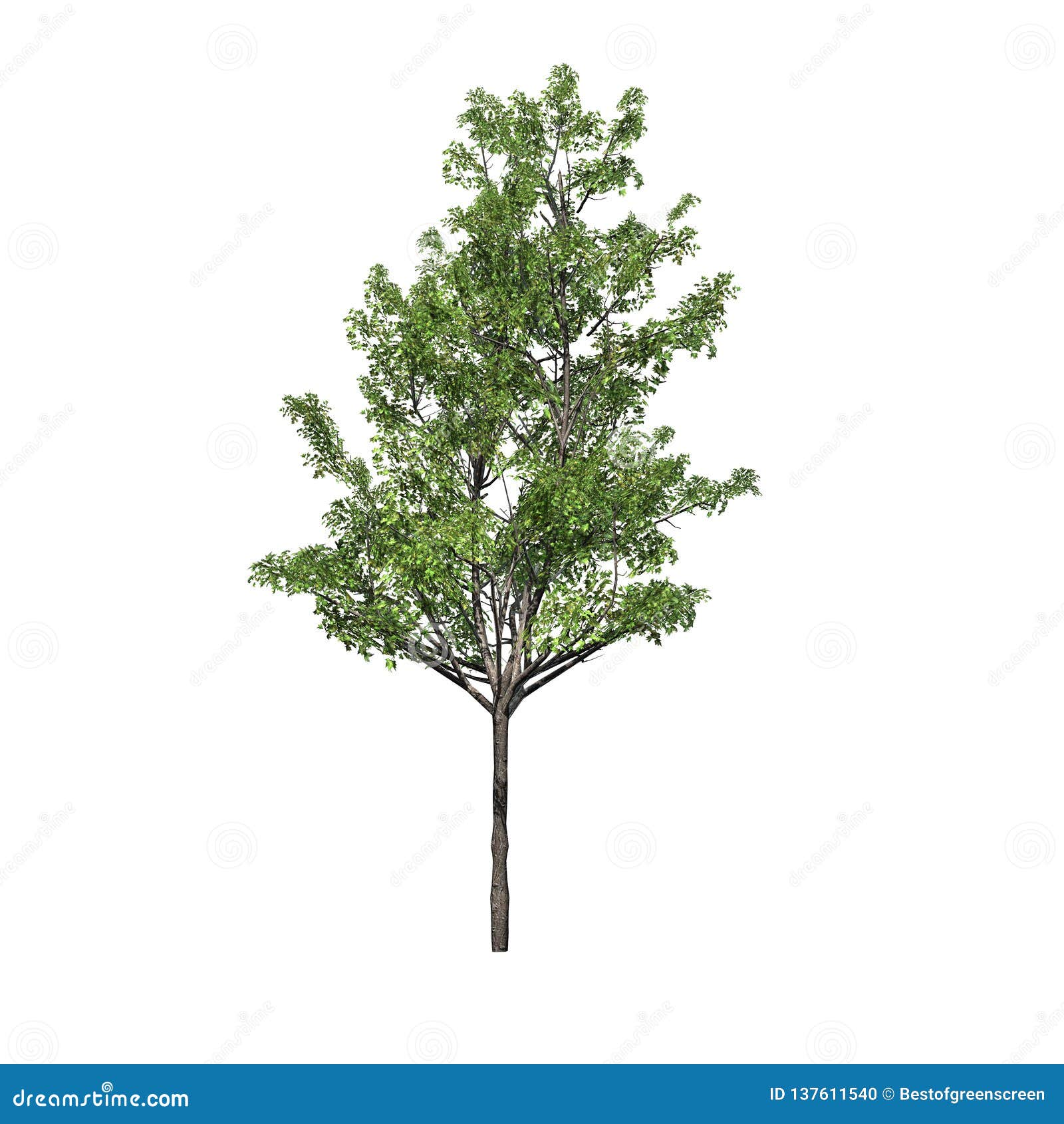 Japanese Maple Tree in Summer Stock Illustration - Illustration of ...