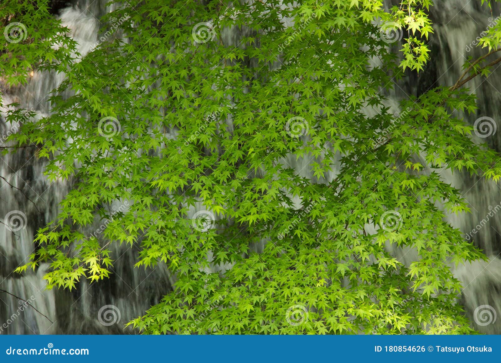 Japanese Maple Tree and Waterfall Stock Photo - Image of fresh ...