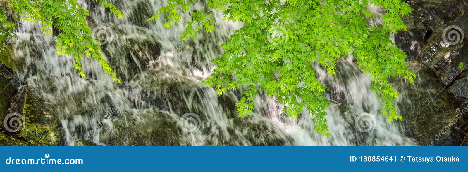 Japanese Maple Tree and Waterfall Stock Image - Image of greensceneryn ...