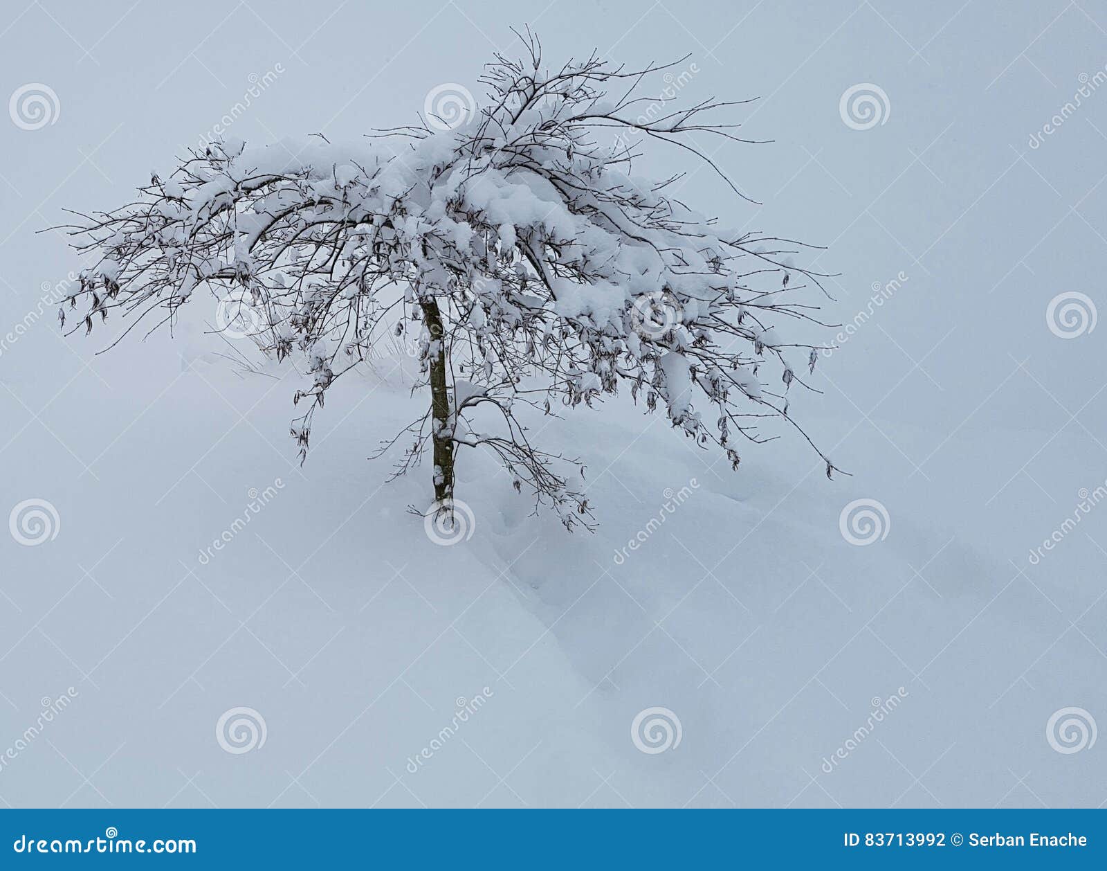 Japanese Maple Tree in Winter Stock Photo - Image of outdoors ...