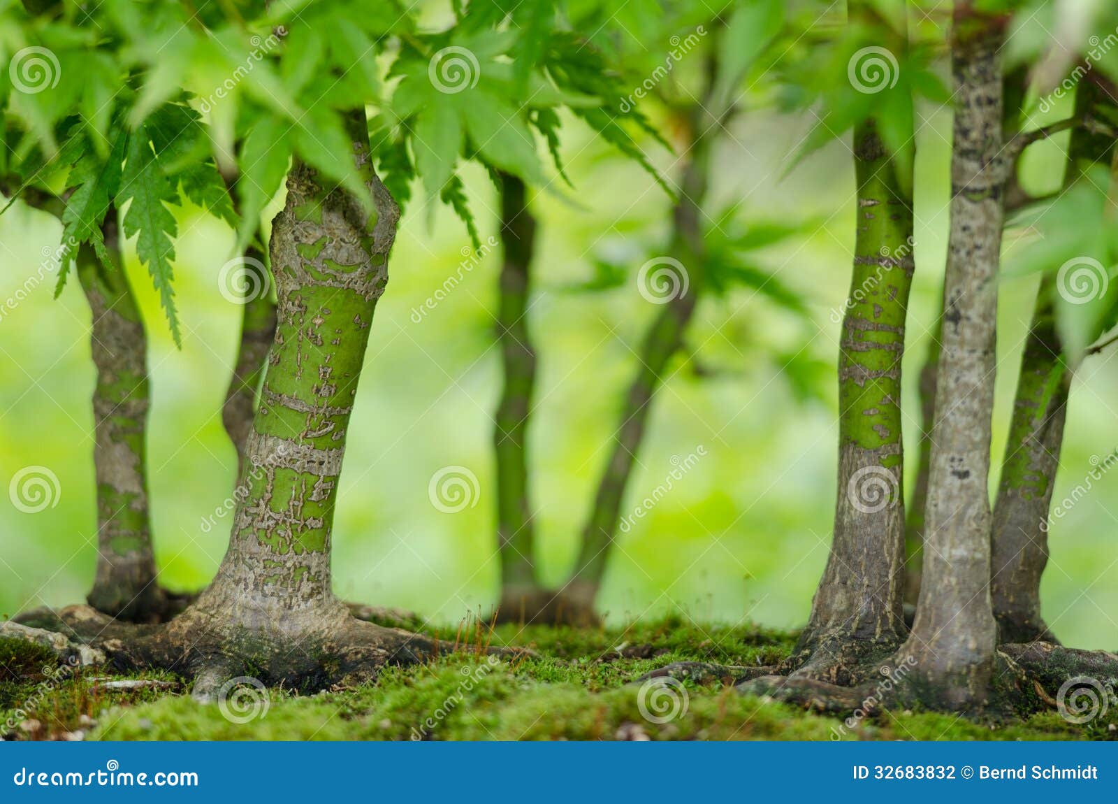 Japanese Maple Trees As Bonsai Forest Stock Photo - Image of tree ...