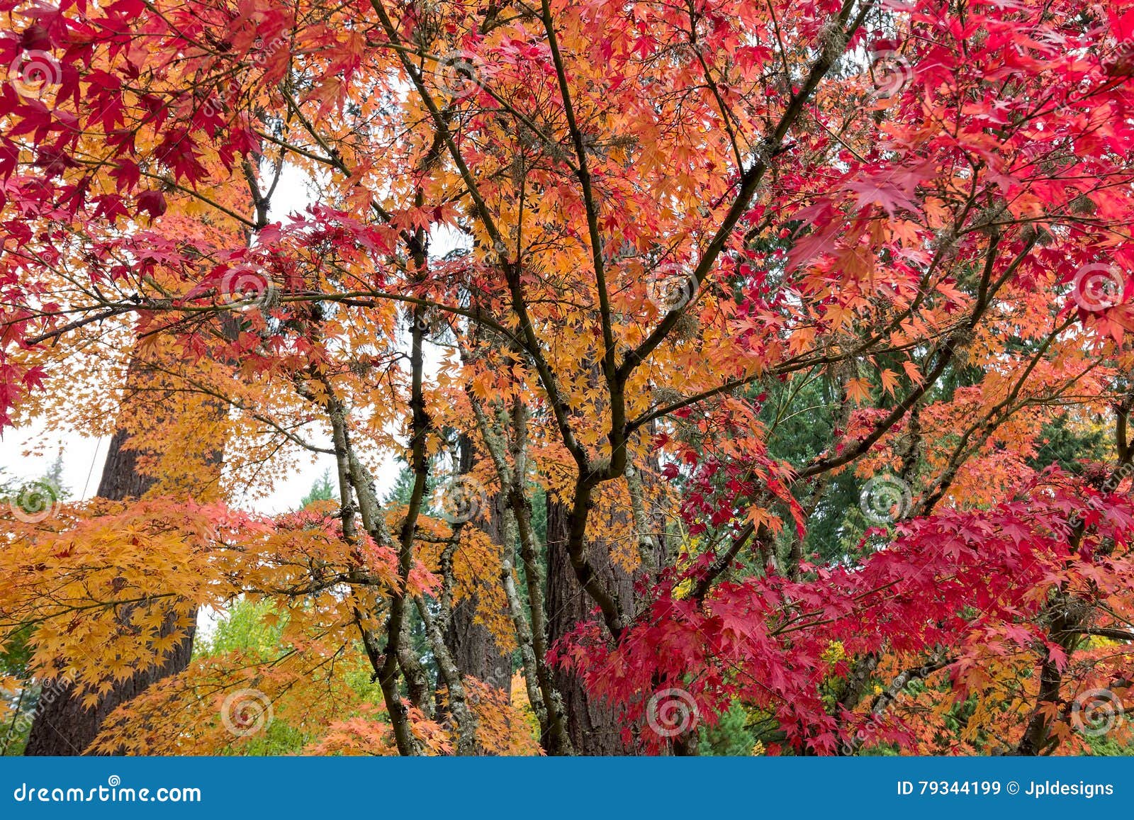 Japanese Maple Trees in Autumn Stock Image - Image of colors, nature ...