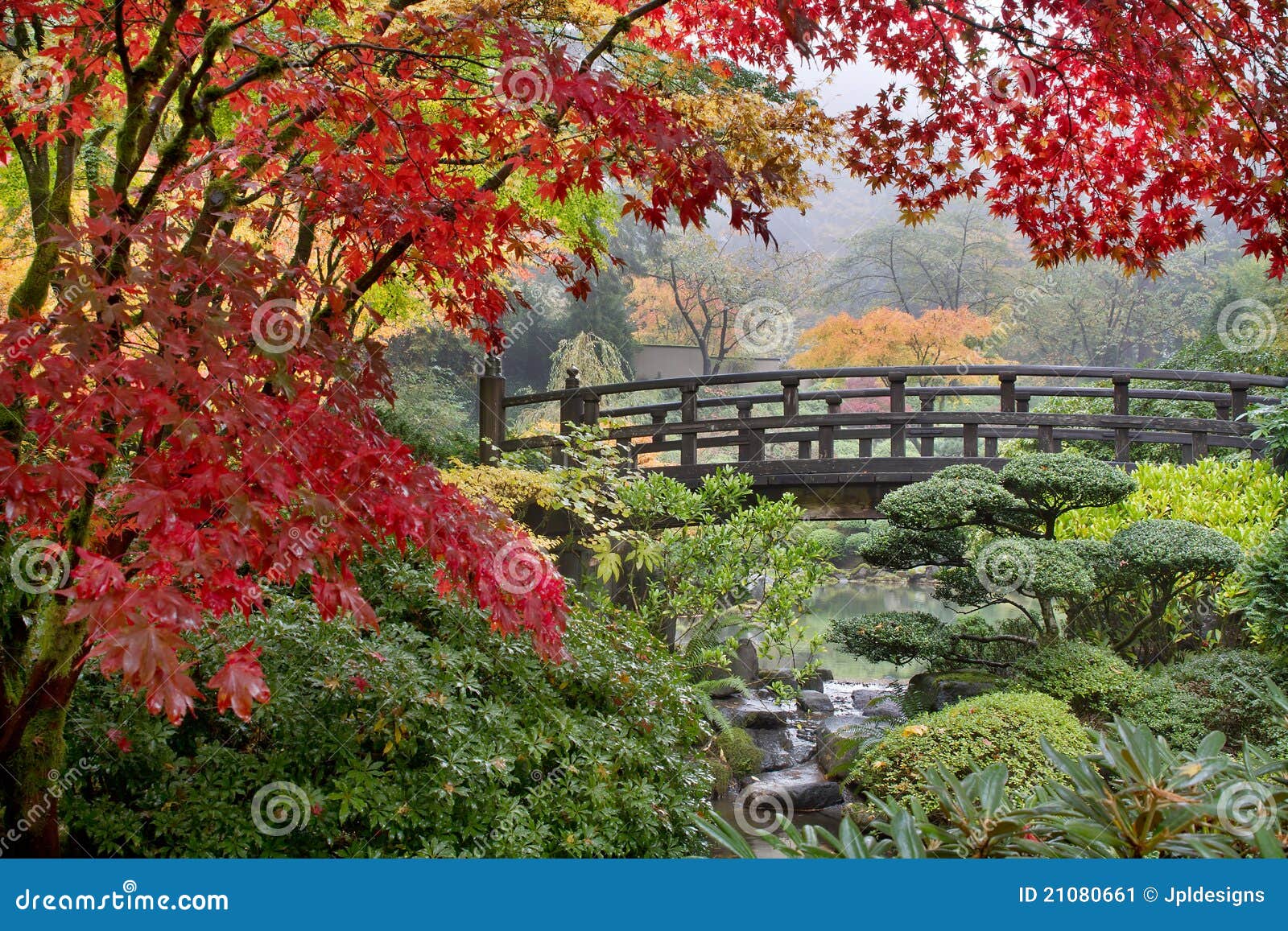 Japanese Maple Trees by the Bridge in Fall Stock Image - Image of asian ...