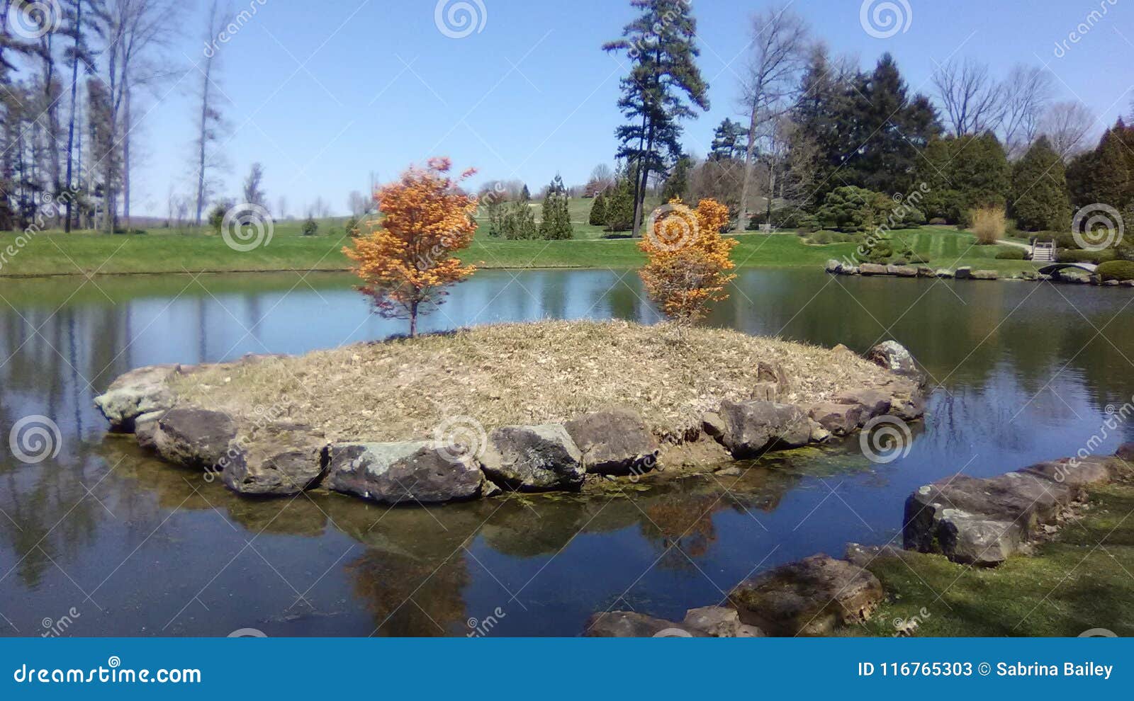 Japanese maple tree stock image. Image of maple, japanese - 116765303