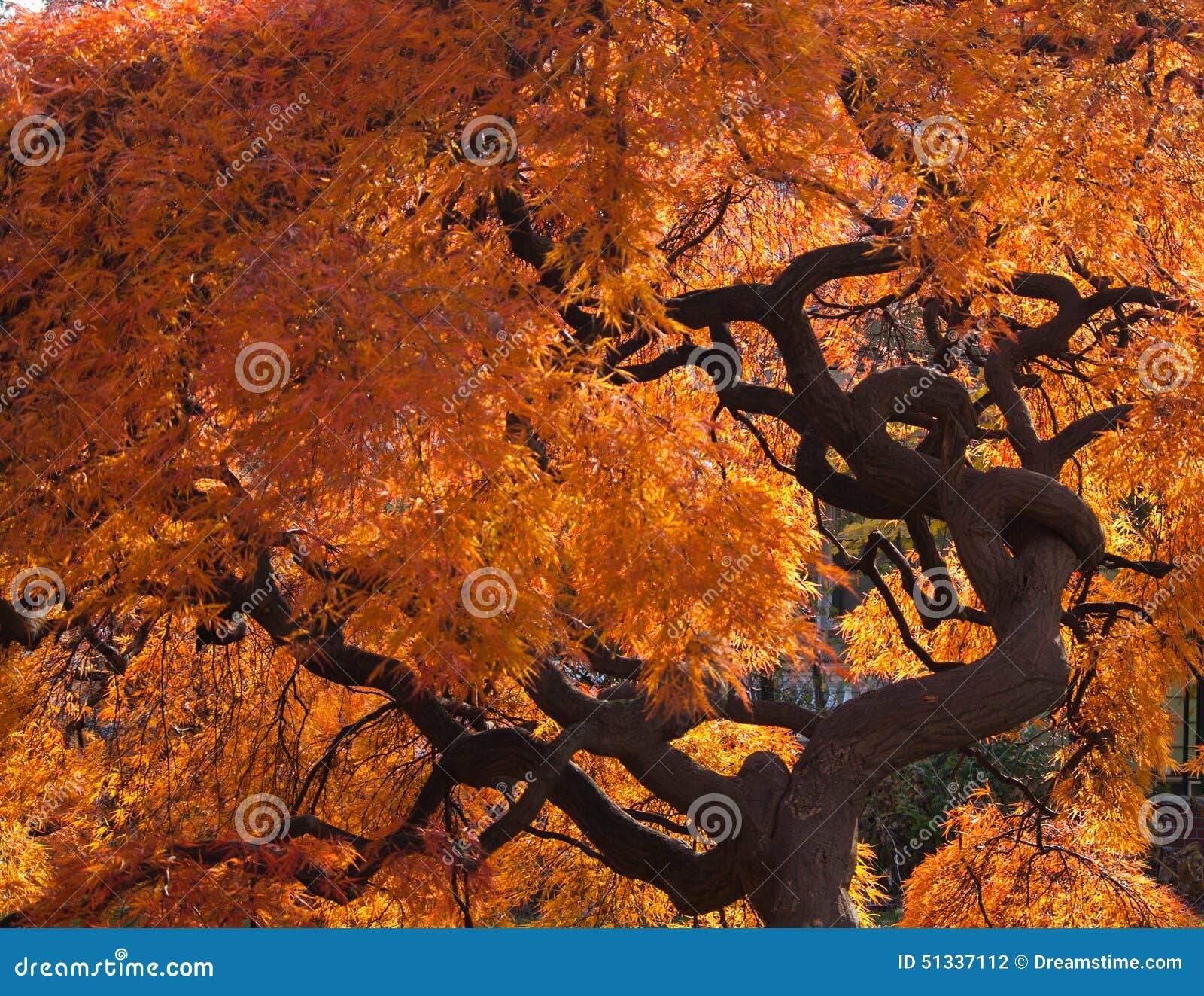Japanese Maple with Twisted Trunk Stock Photo - Image of autumn, maple ...