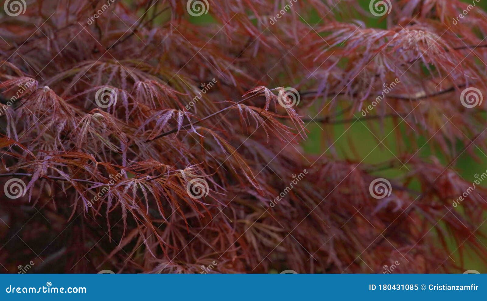 Japanese Maple in the Wind in Spring.. Stock Video - Video of natural ...