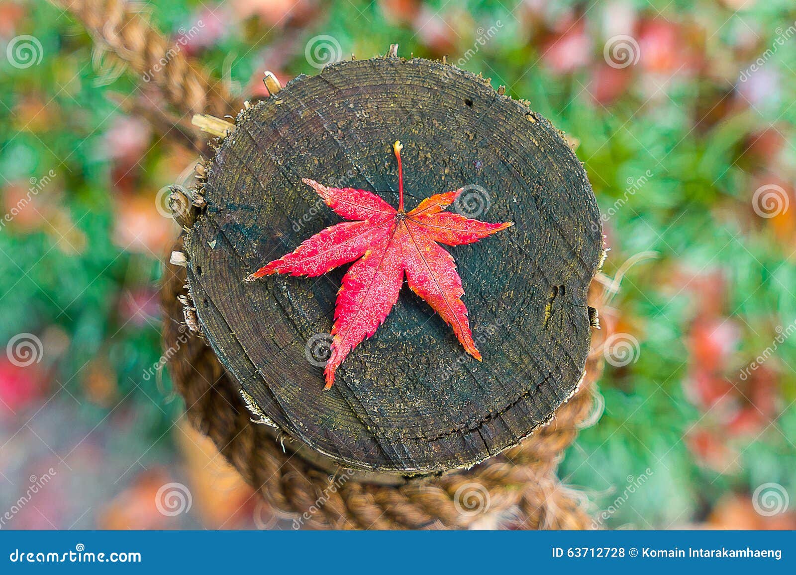 Japanese maple stock photo. Image of abstract, autumn - 63712728